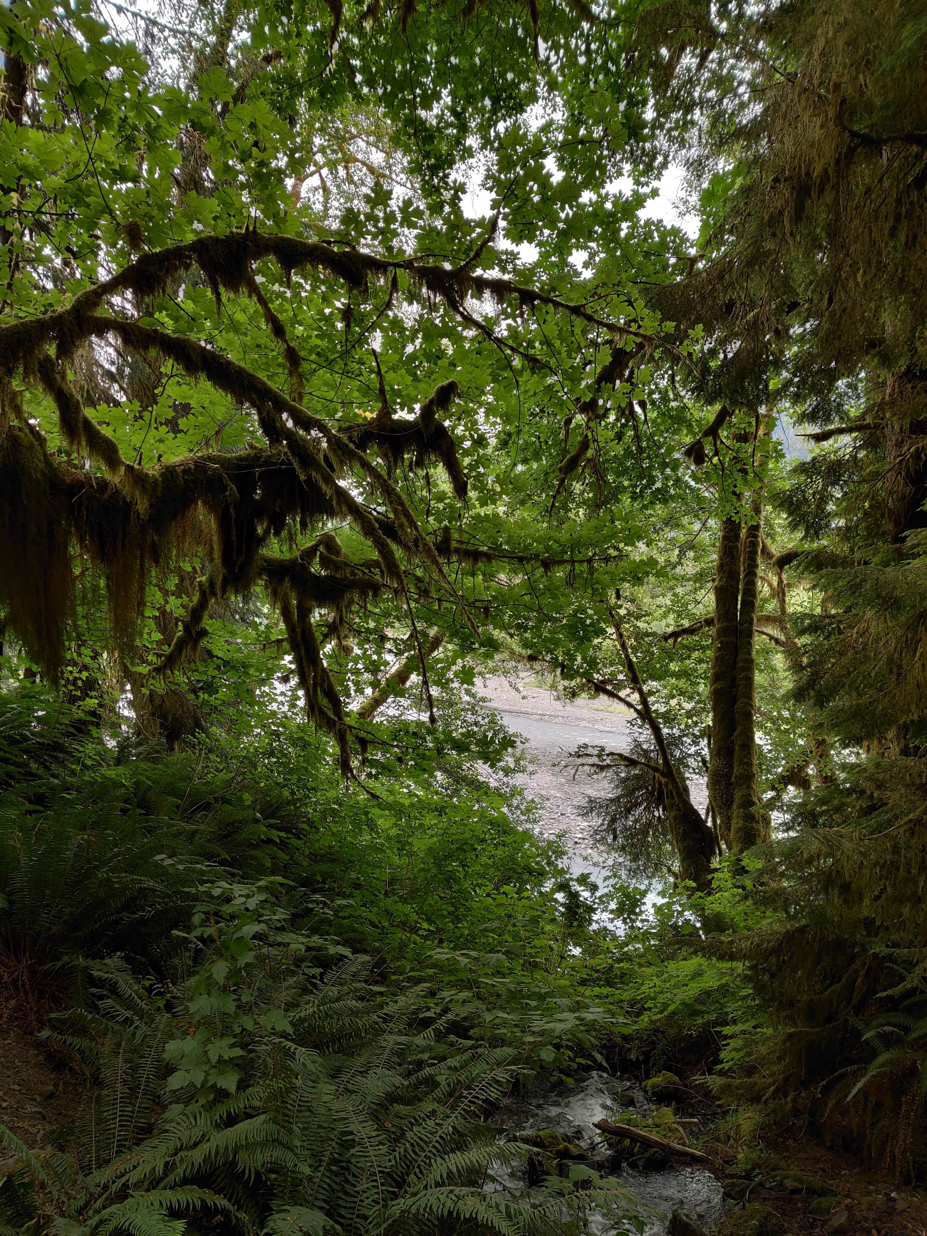 Hoh Rainforest Campground | The Dyrt