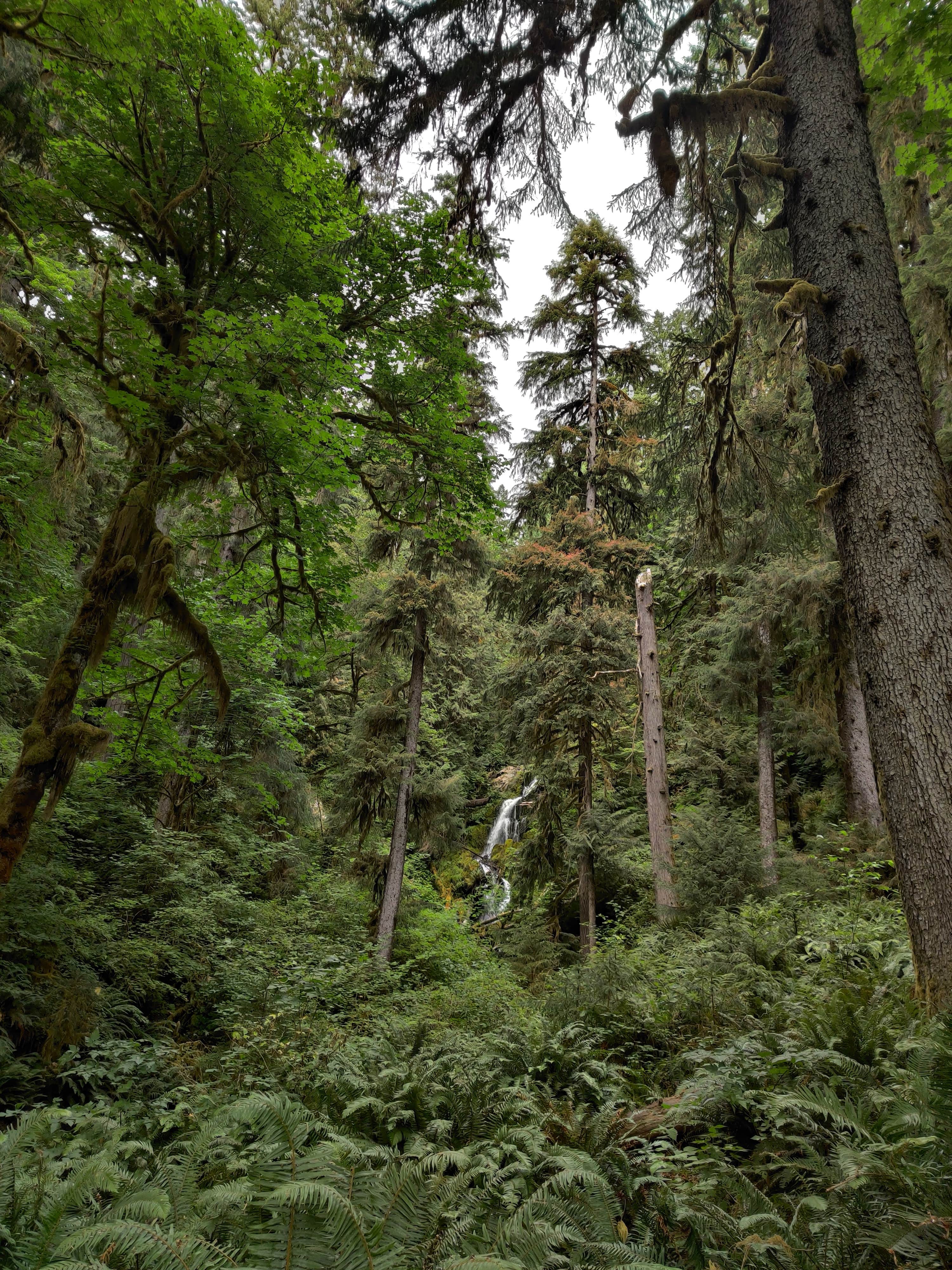 Hoh Oxbow Campground | The Dyrt