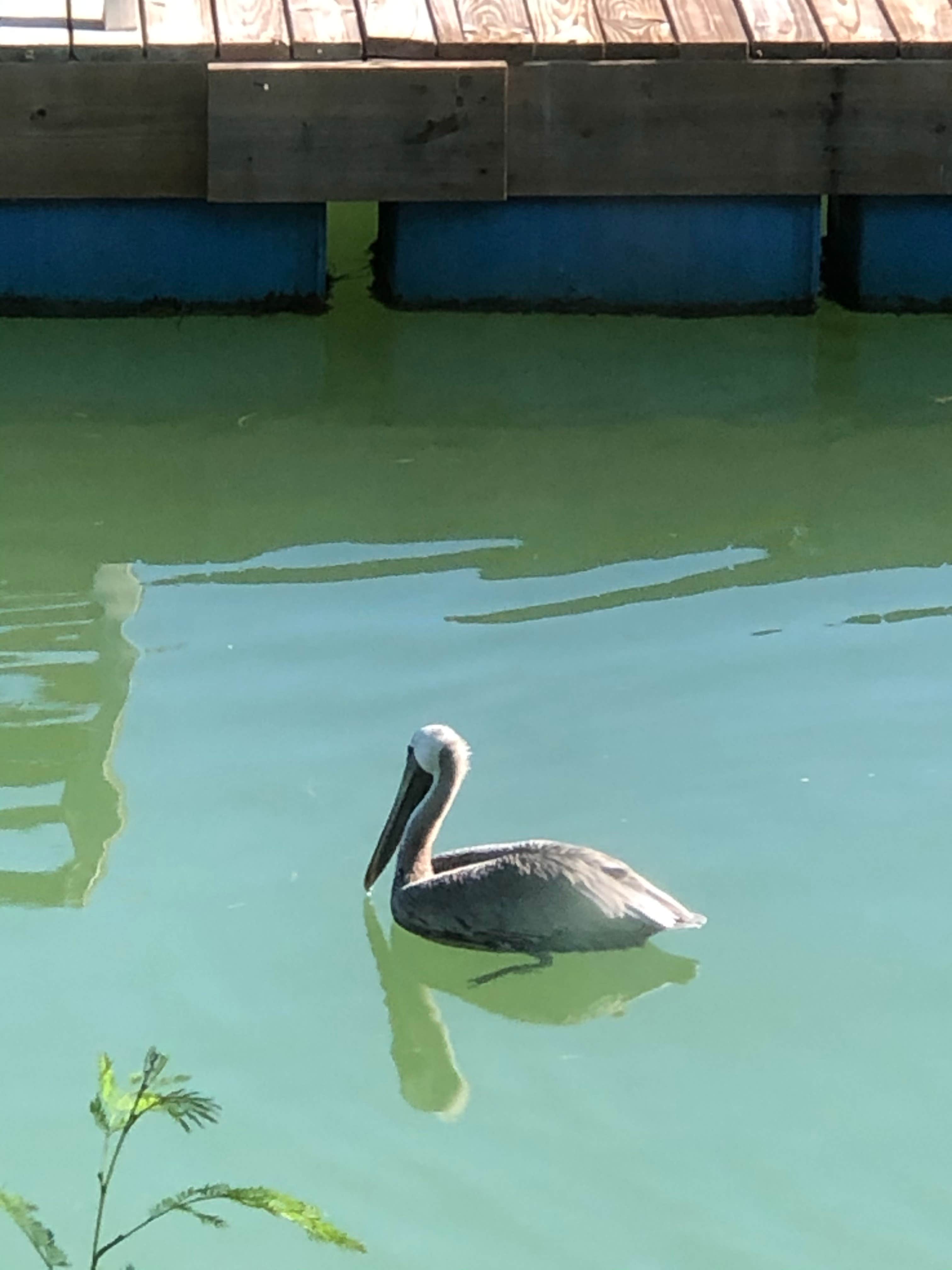 Port Isabel Park Center LLC Camping | Port Isabel, TX