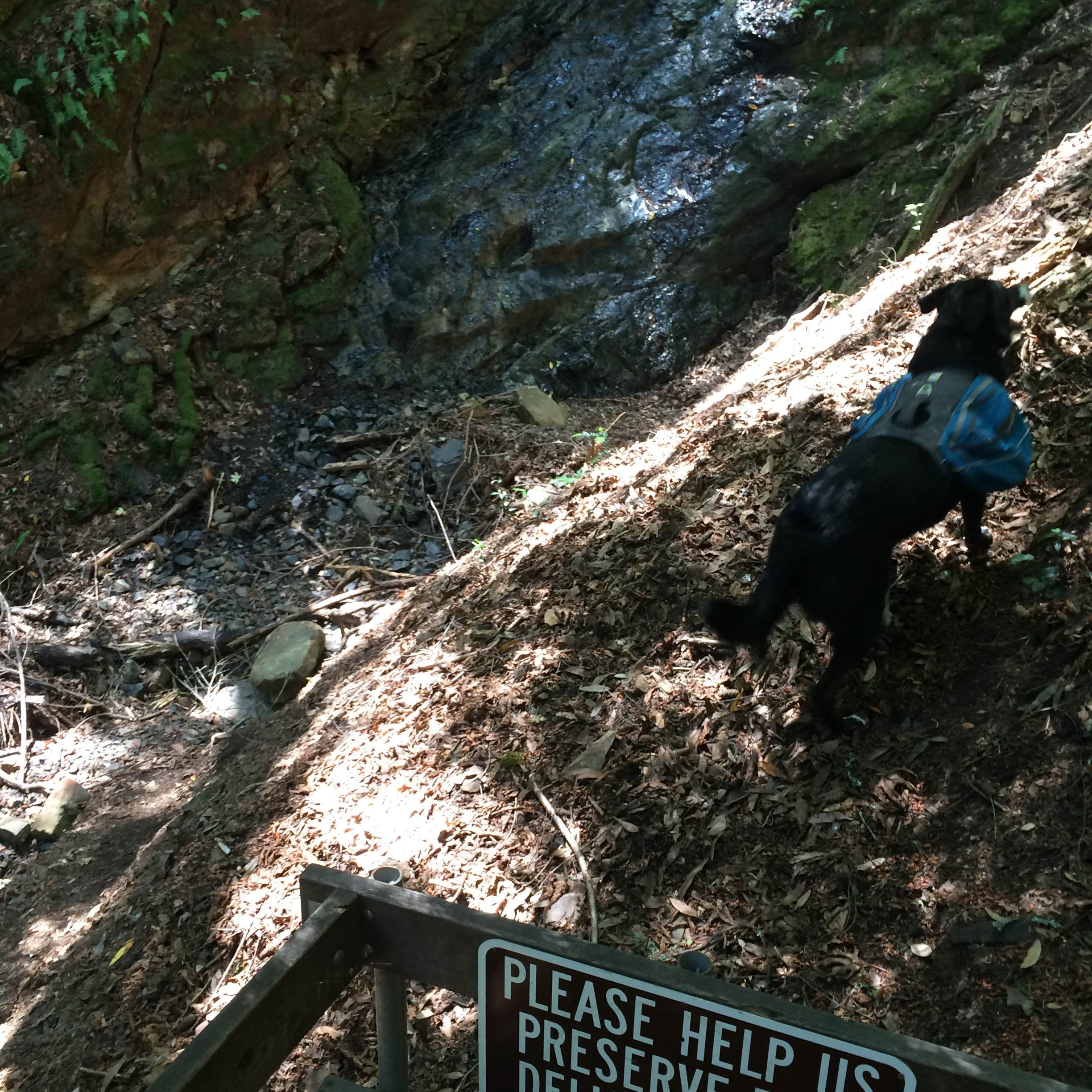 Uvas Canyon County Park Camping | The Dyrt