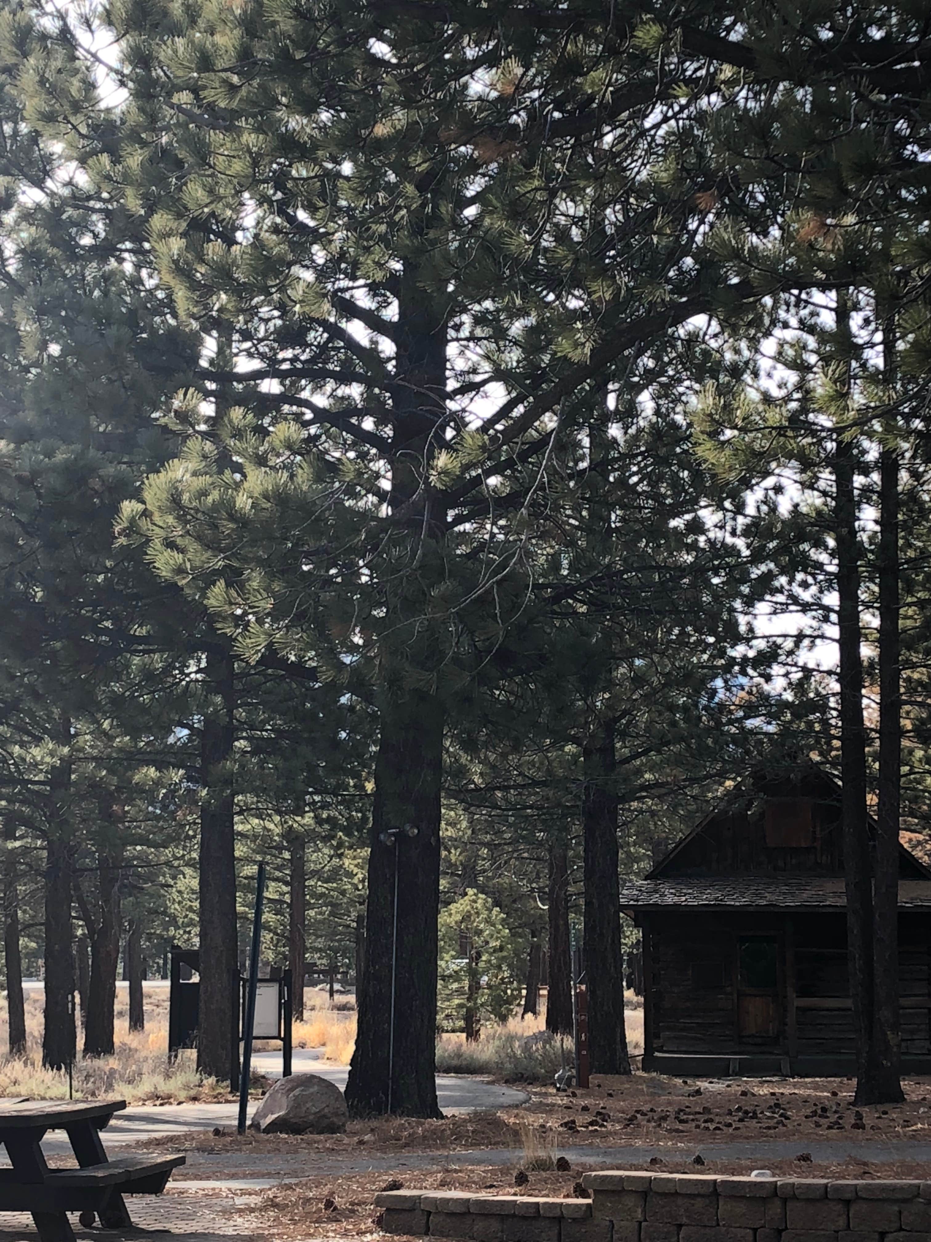 Mammoth Mountain RV Park & Campground | Mammoth Lakes, California