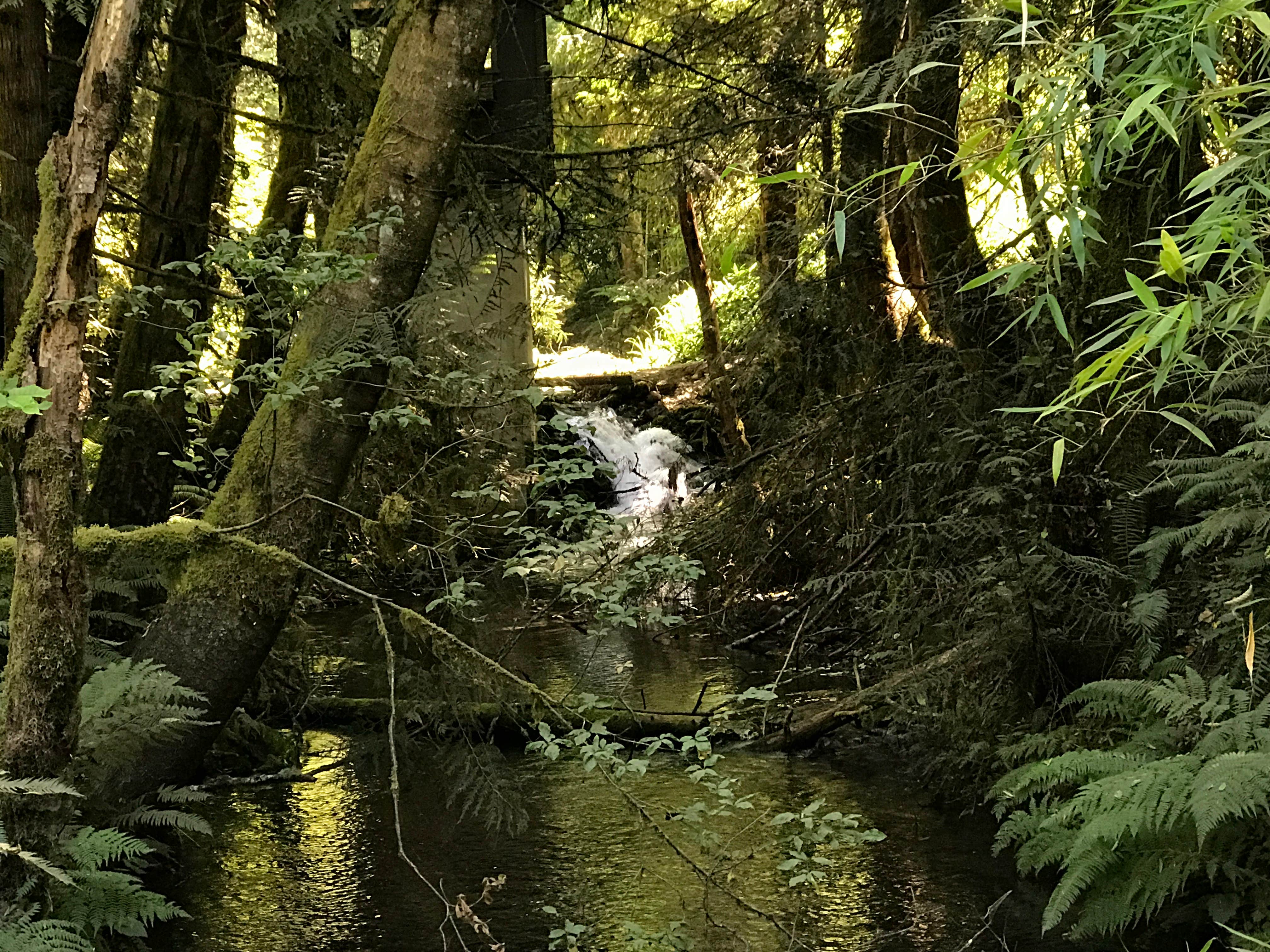 Belknap Hot Springs Lodge and Gardens Camping | Willamette National ...