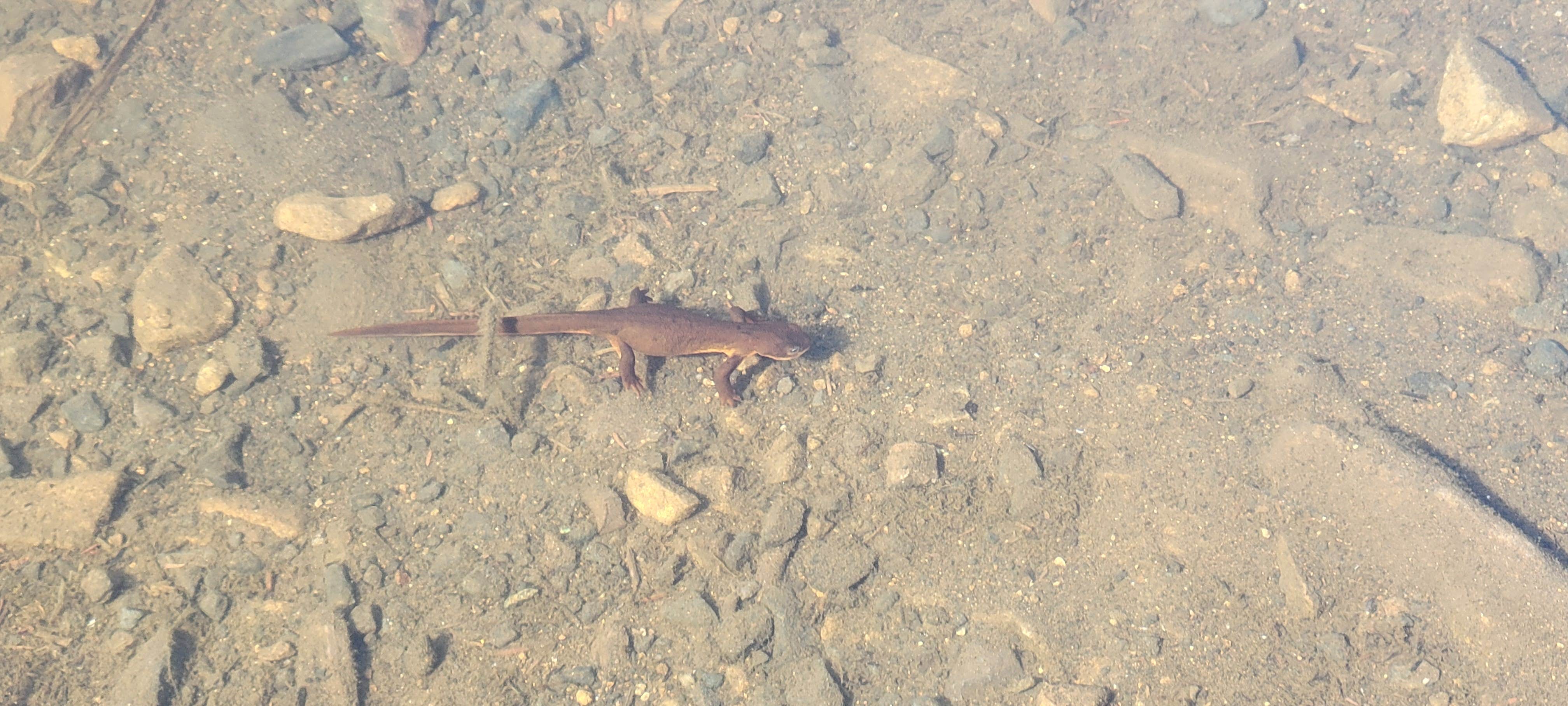 Snag Lake Campground | Naselle, WA