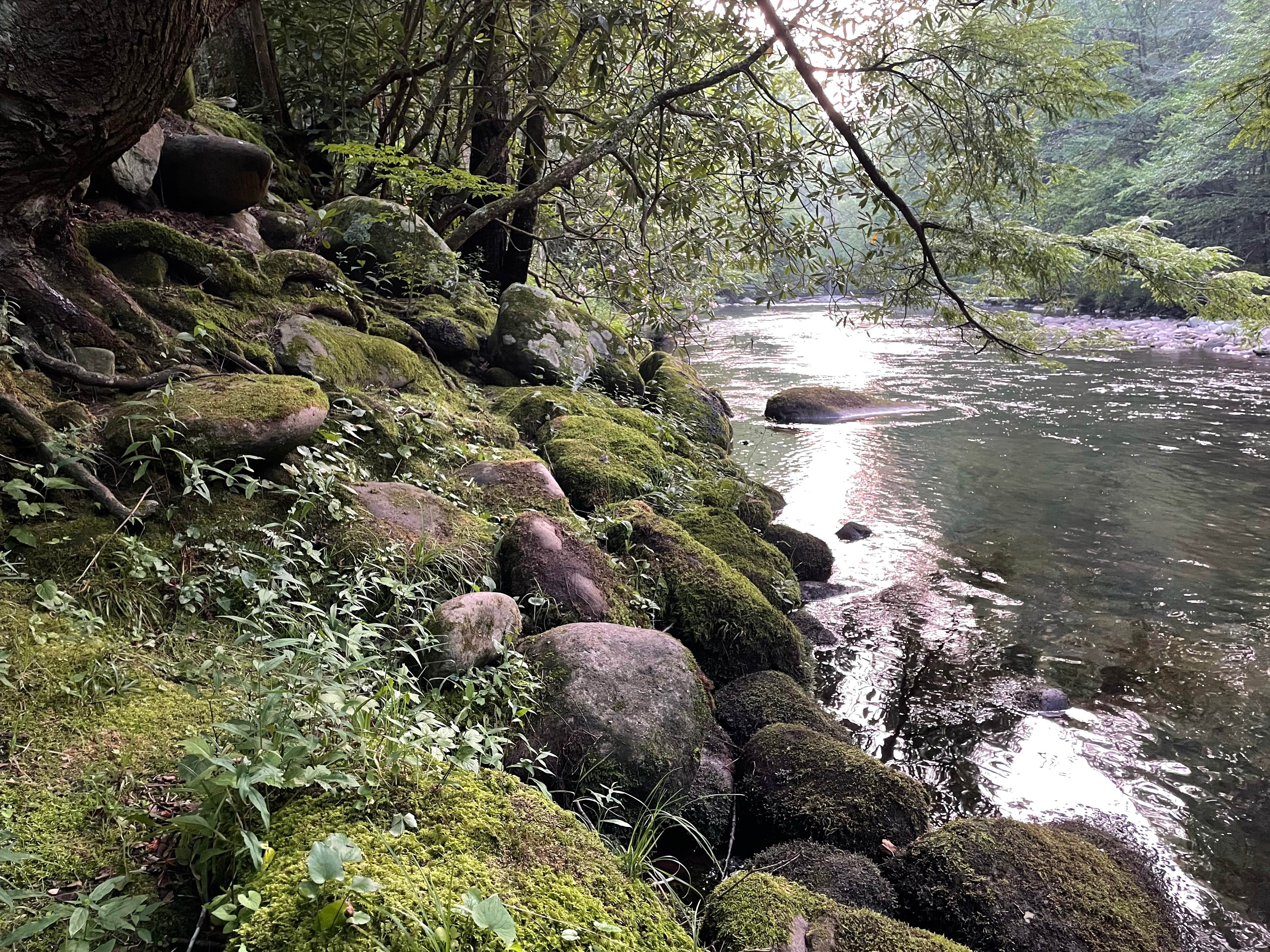Elkmont Campground | The Dyrt