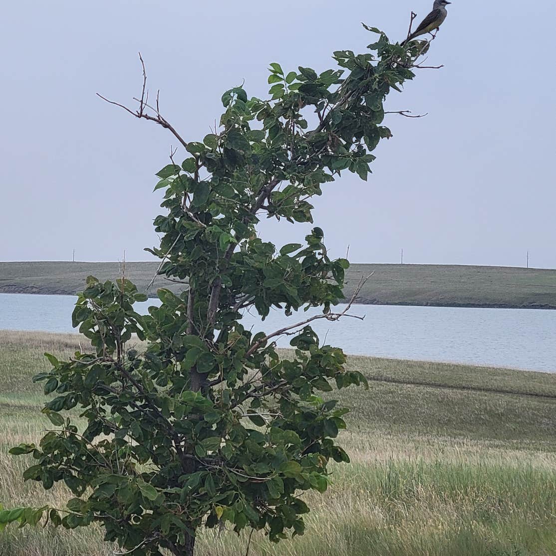 Brush Lake State Park Campground | Dagmar, Montana