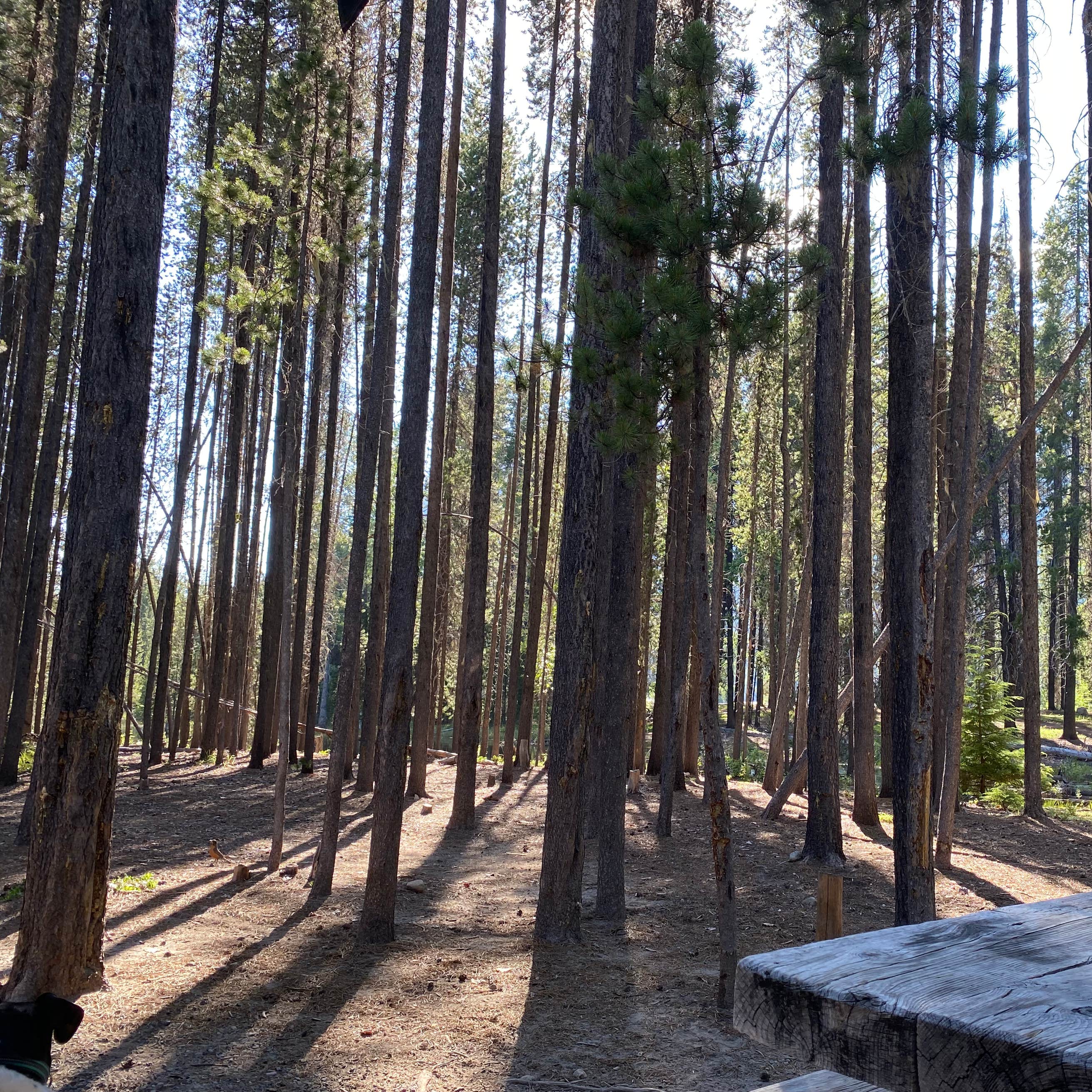 Bumping Lake Campground | Goose Prairie, Washington