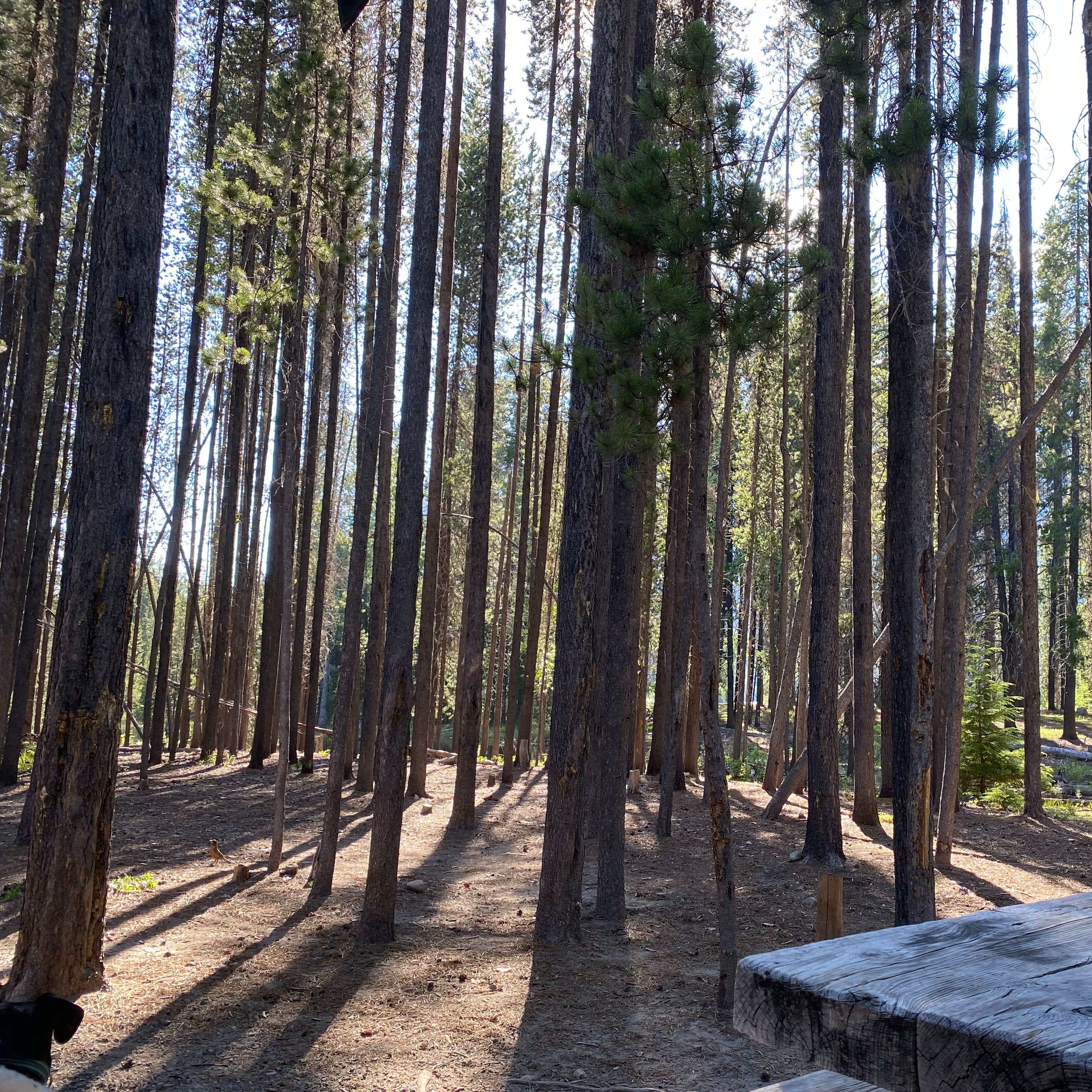 Bumping Lake Campground | Goose Prairie, Washington