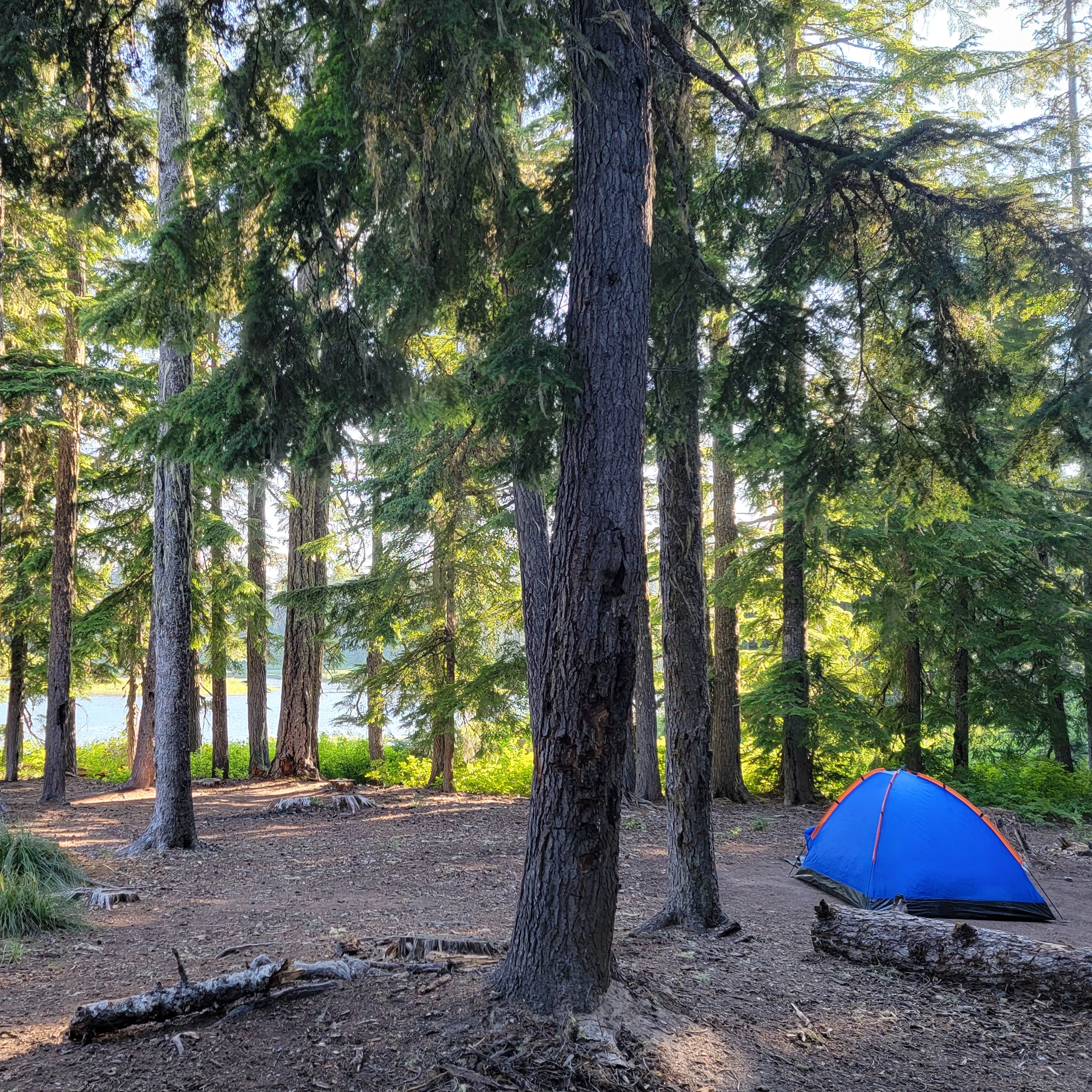 Goose Lake Campground | Trout Lake, Washington
