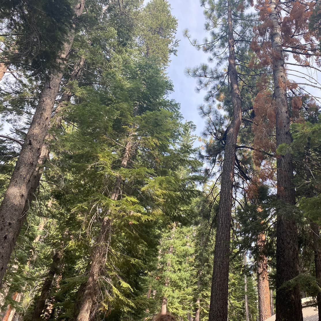 D.L. Bliss State Park Campground | Tahom, CA