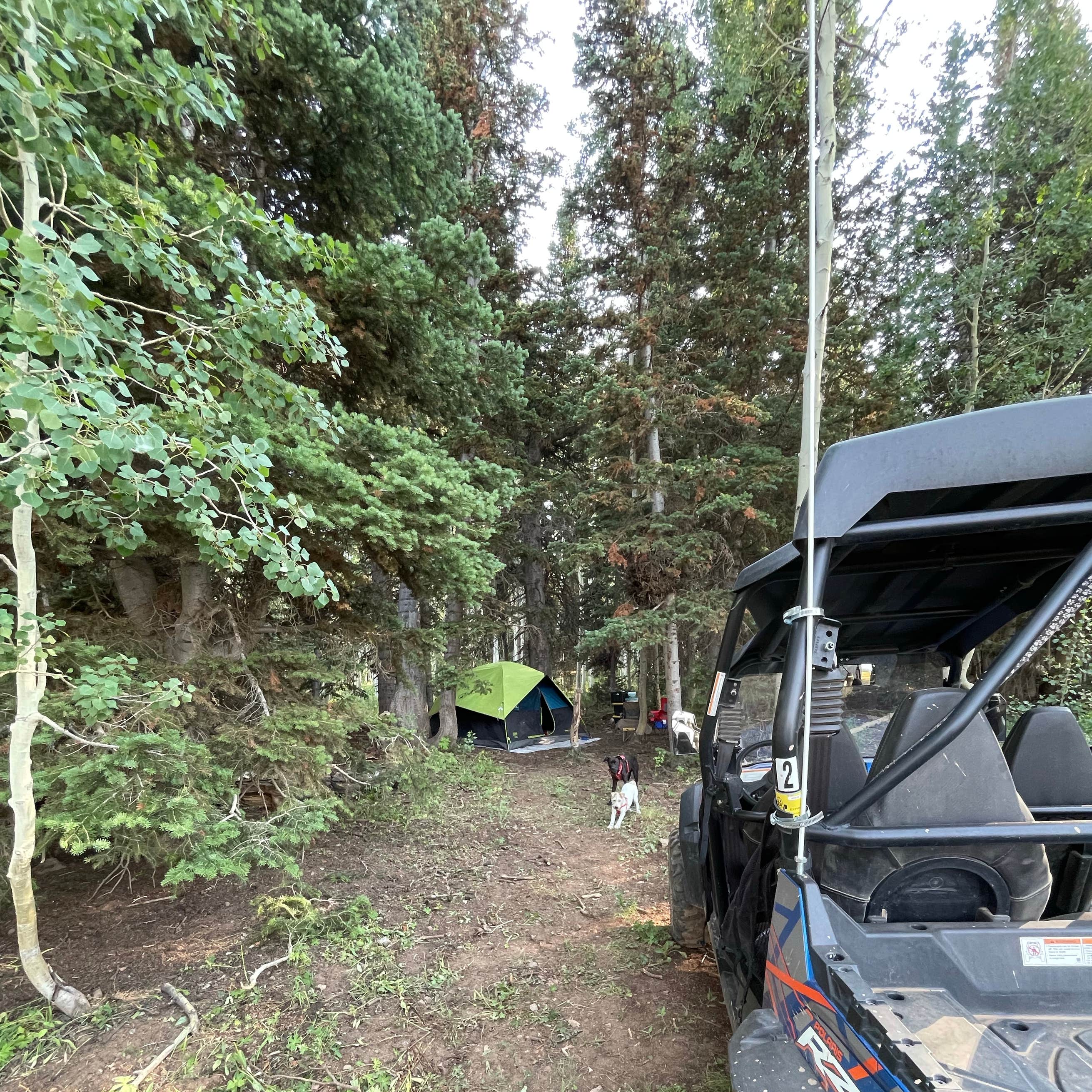 Soapstone Basin Dispersed Camping | Kamas, Utah
