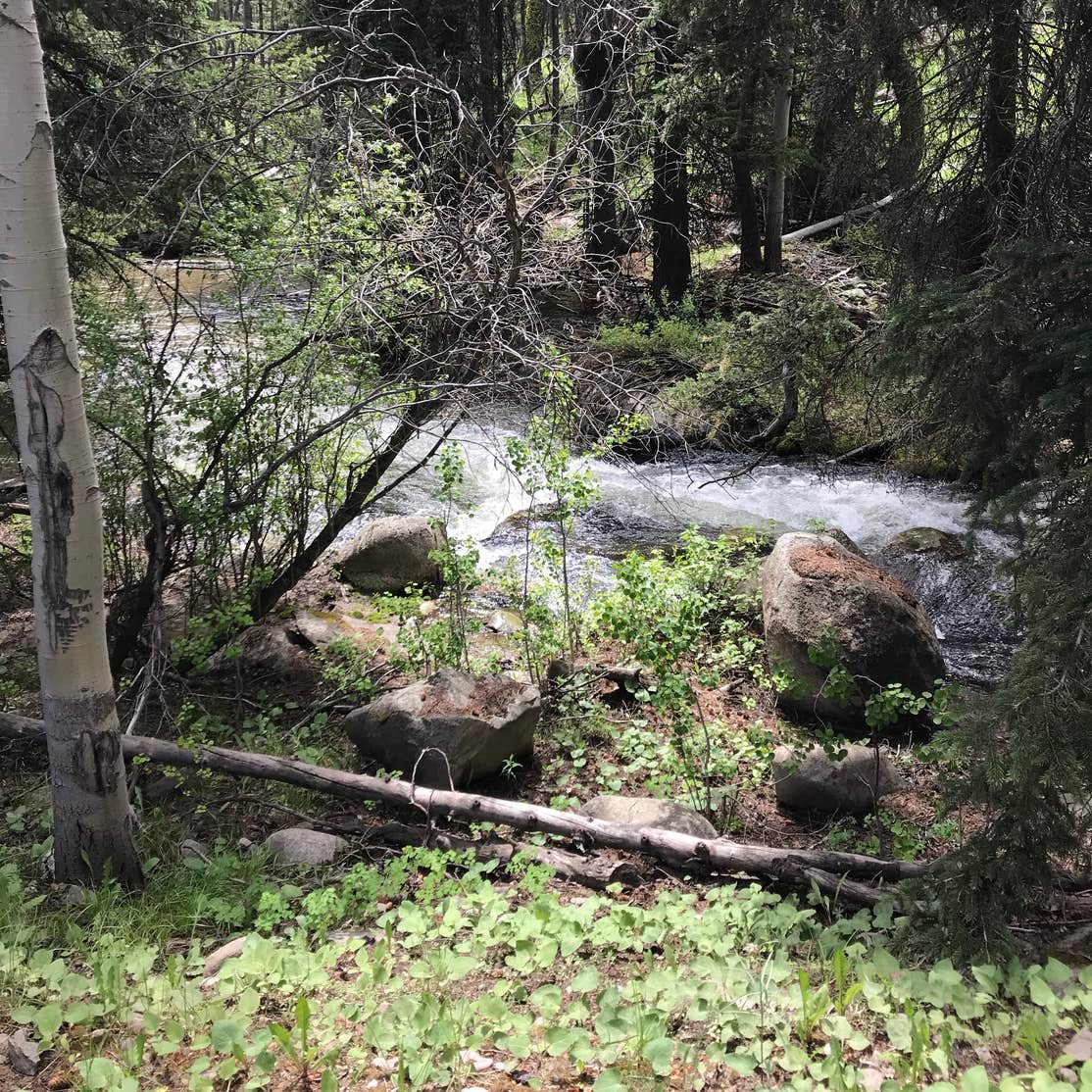 Big Eightmile /Trailhead Camping | Leadore, ID