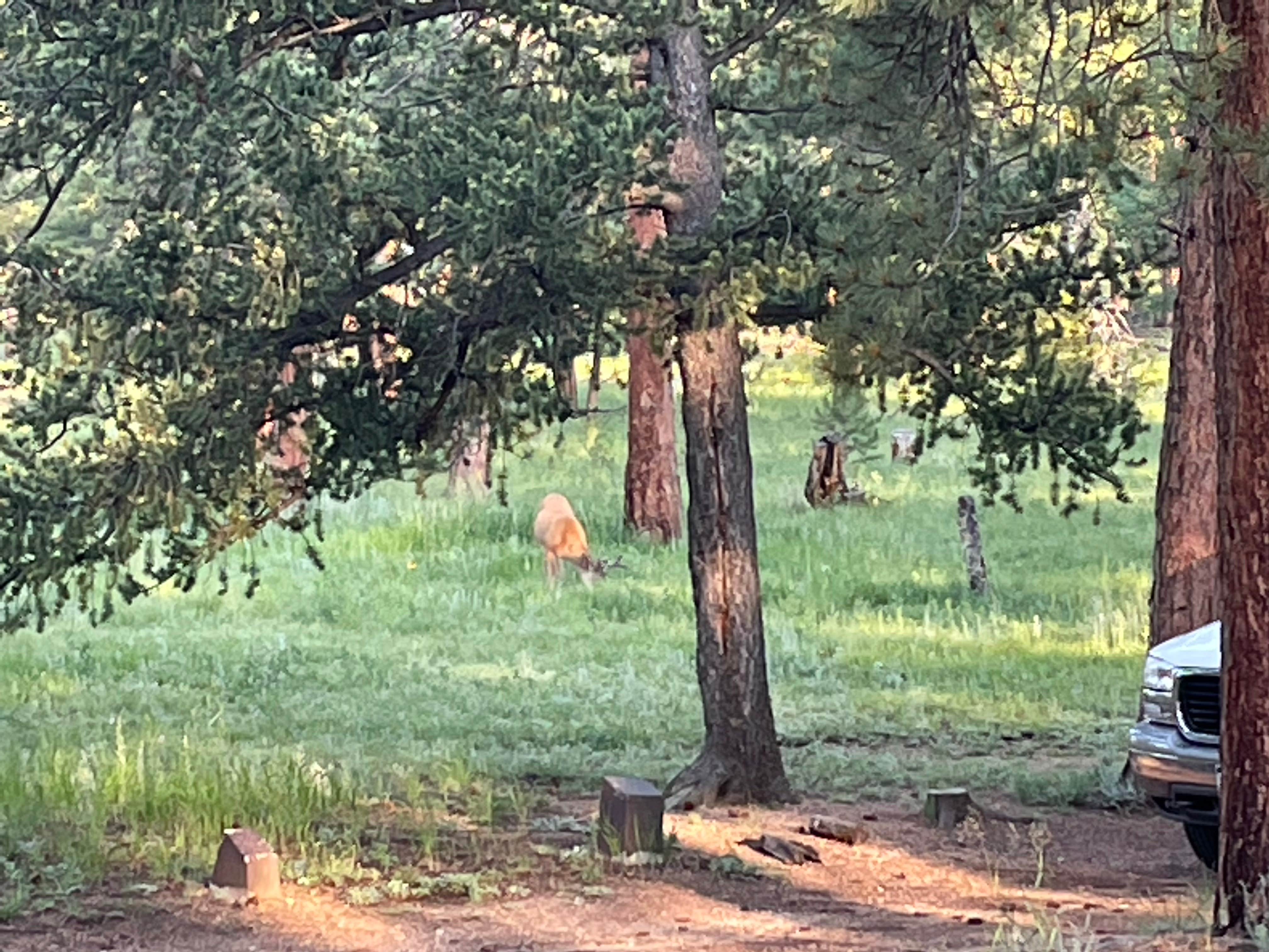 Meridian Campground | Bailey, CO
