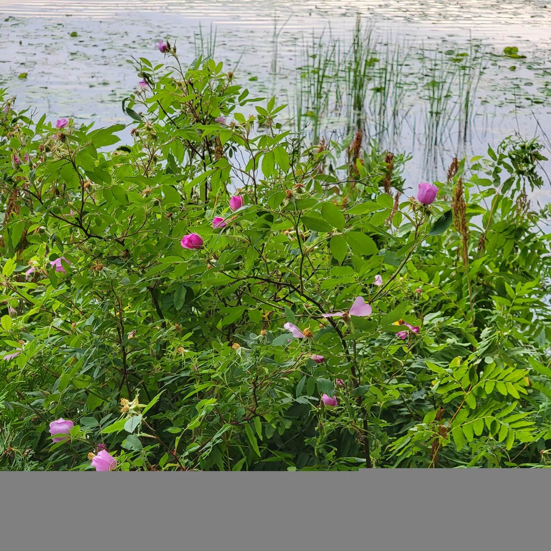 Little Brevort Lake North State Forest Campground Camping | The Dyrt