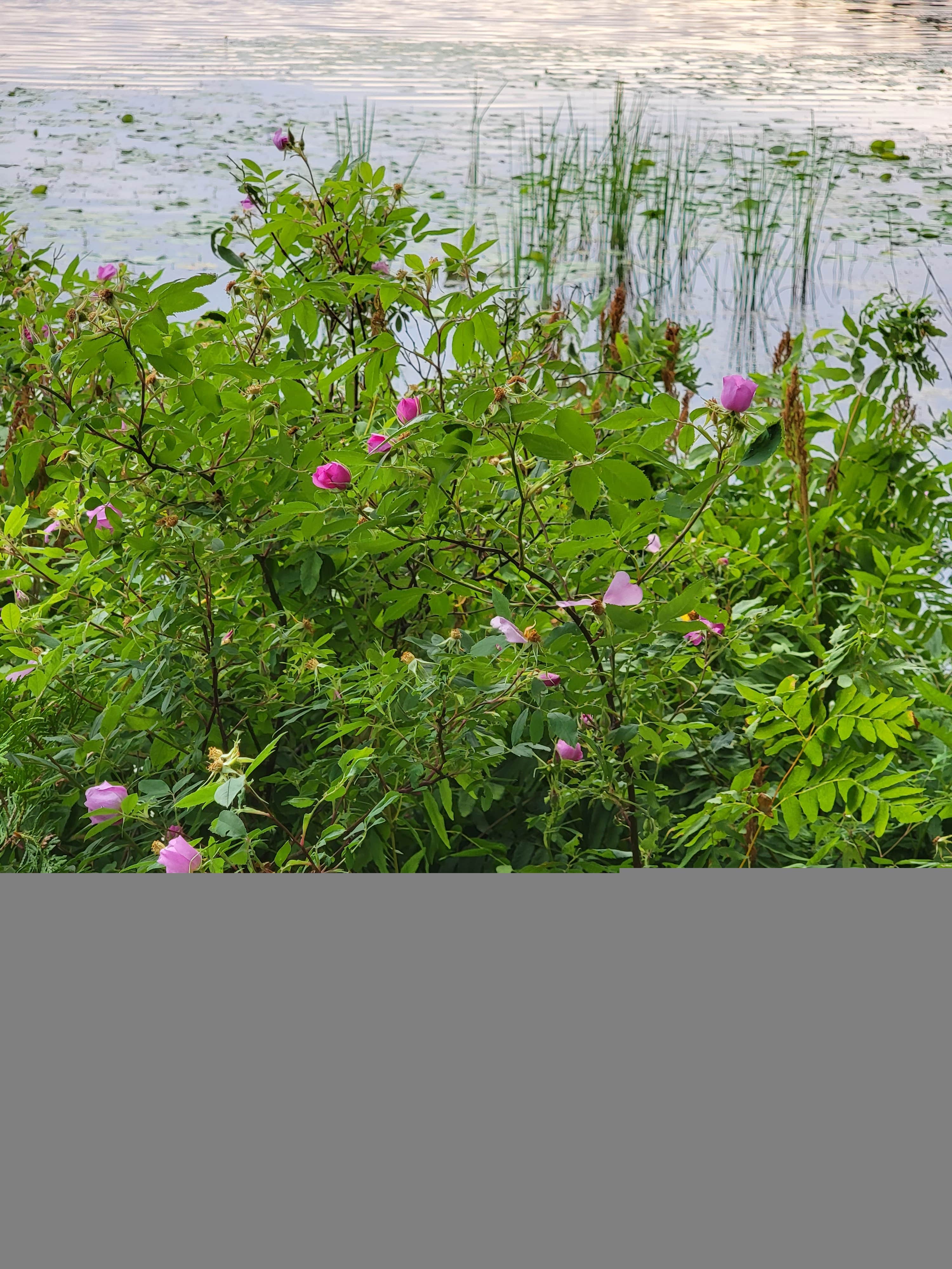 Little Brevort Lake North State Forest Campground | Moran, MI