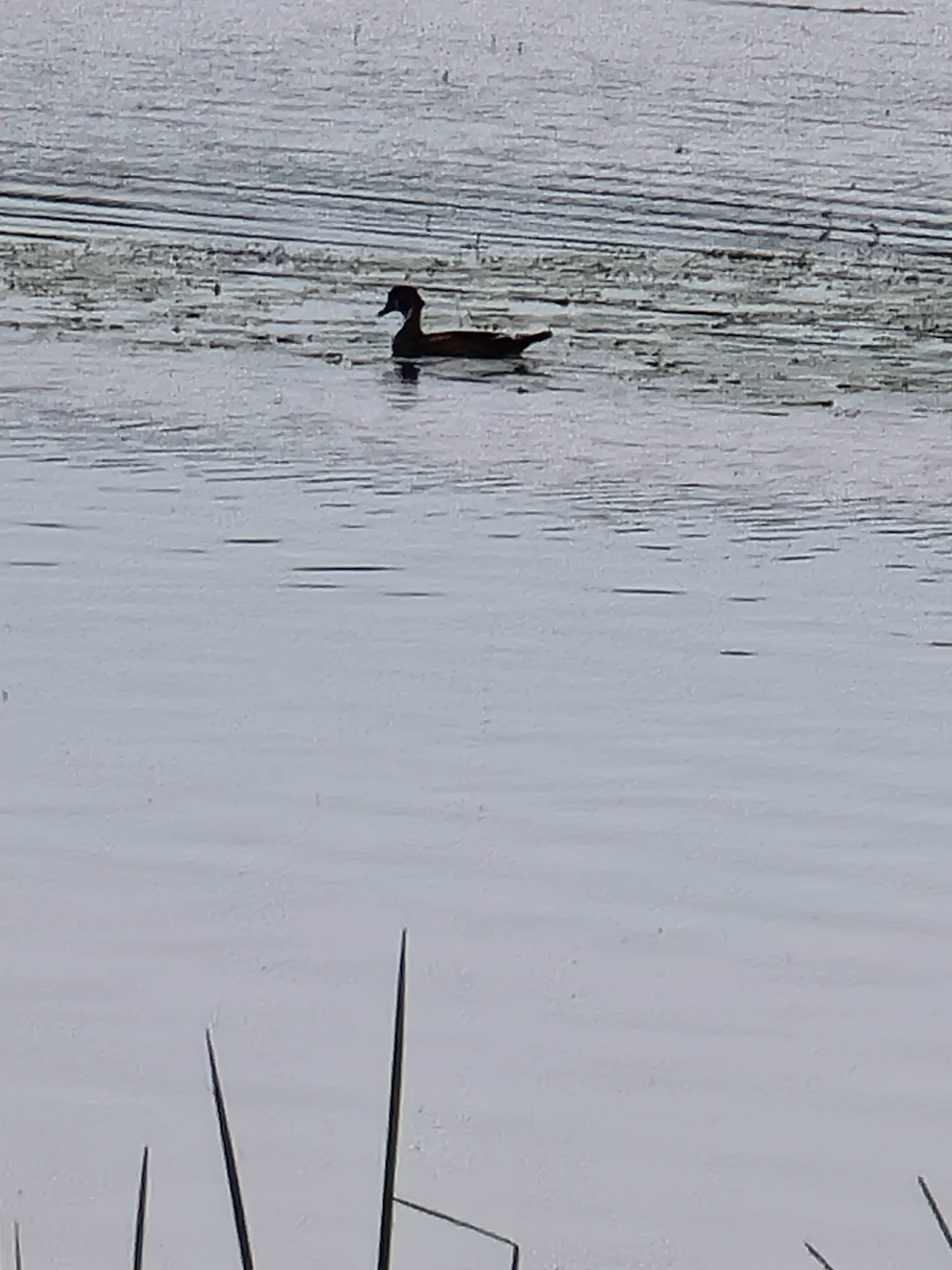 Little Brevort Lake North State Forest Campground | Moran, MI