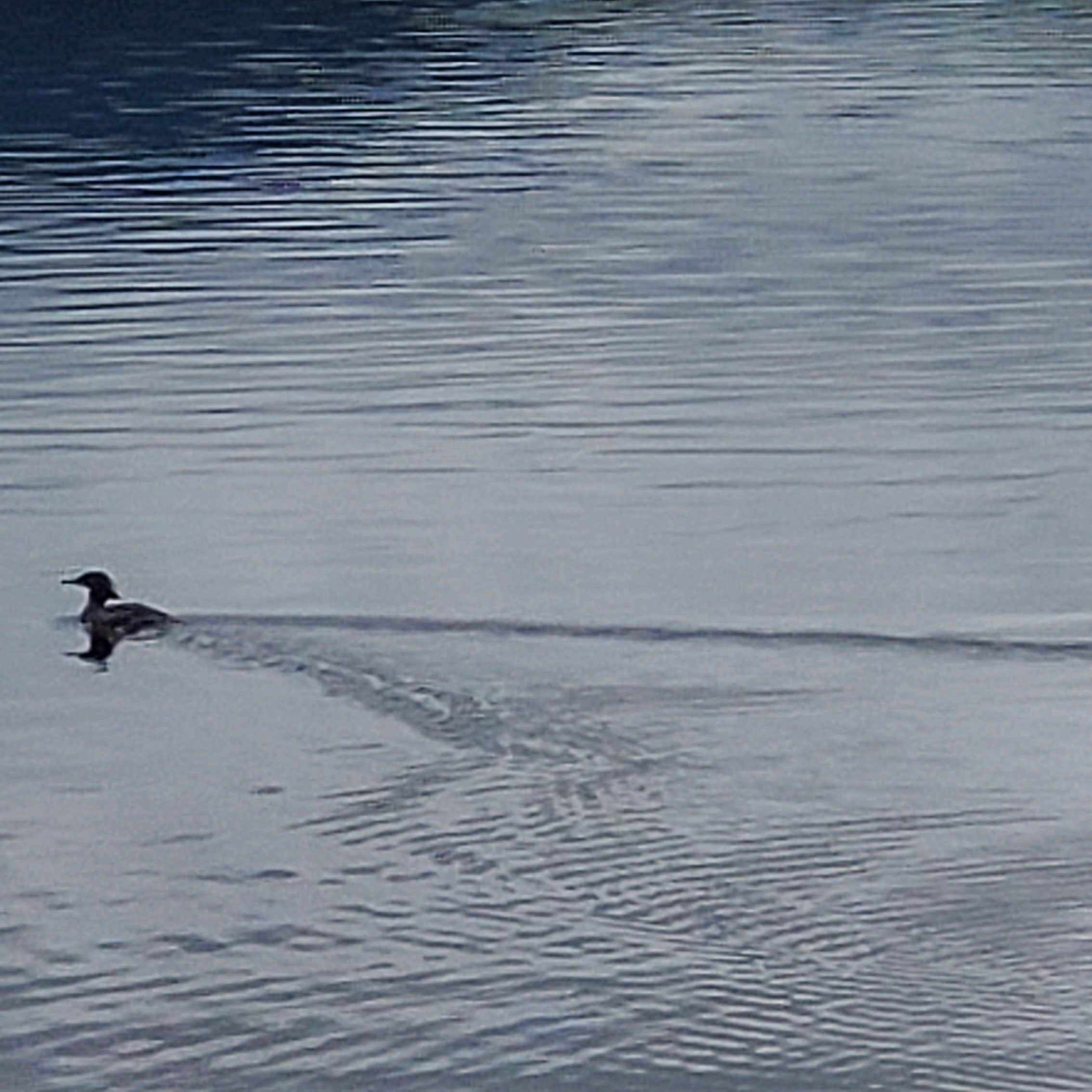 Meacham Lake Camping | The Dyrt