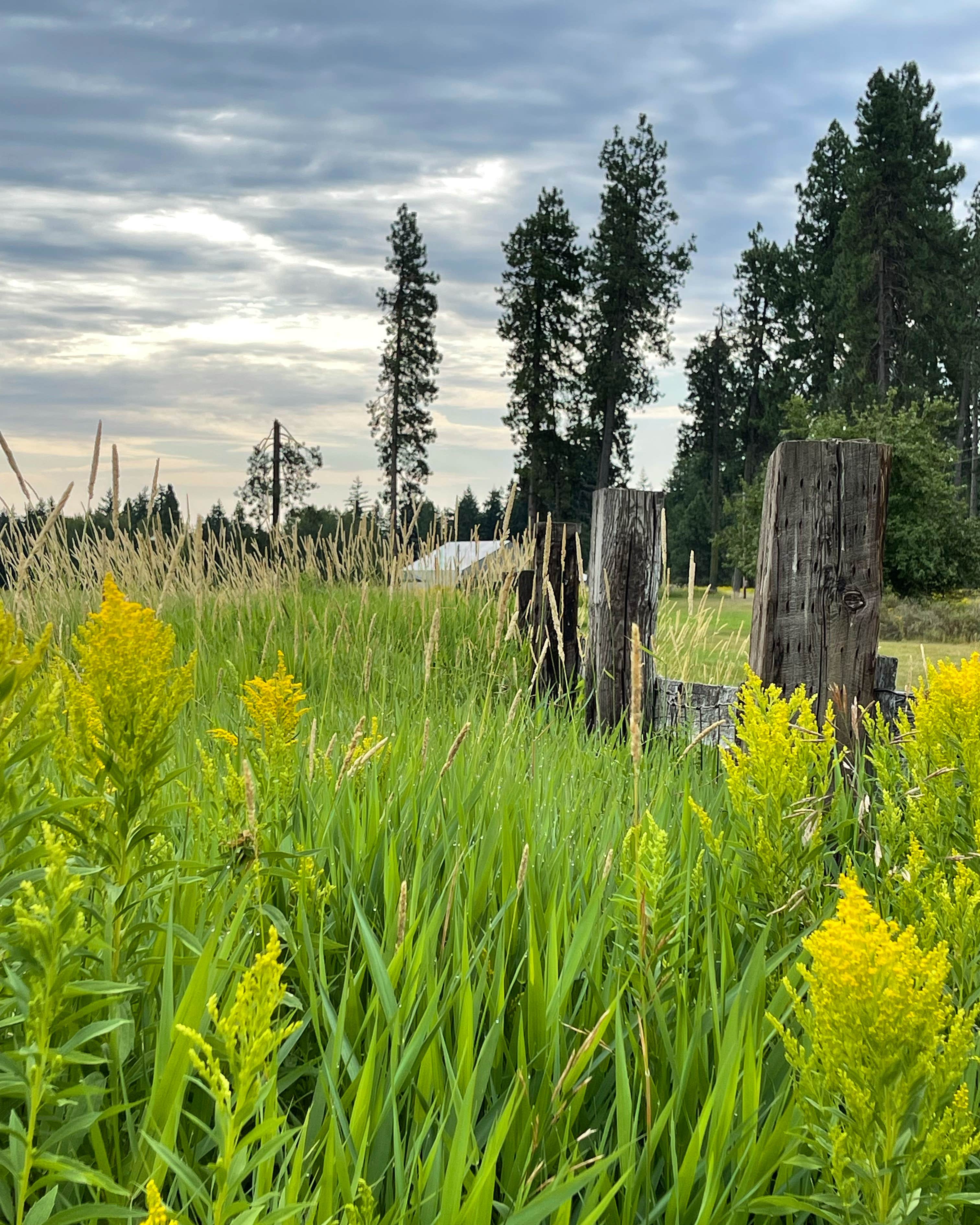 Hollenbeck Park Camping | Trout Lake, WA