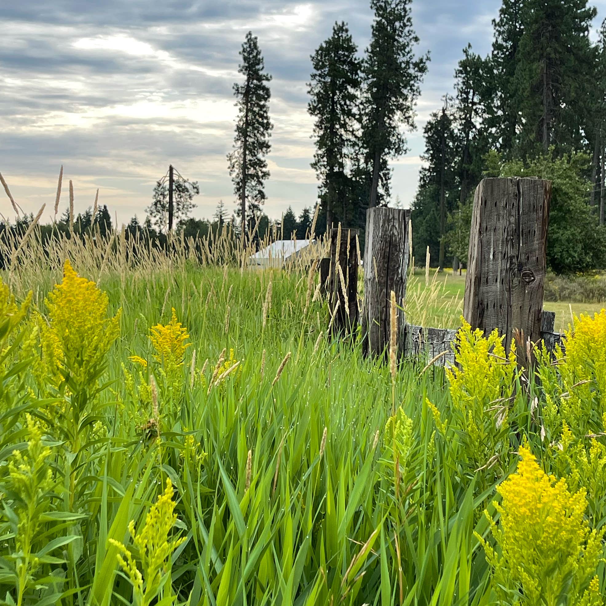 Hollenbeck Park Camping | Trout Lake, Washington