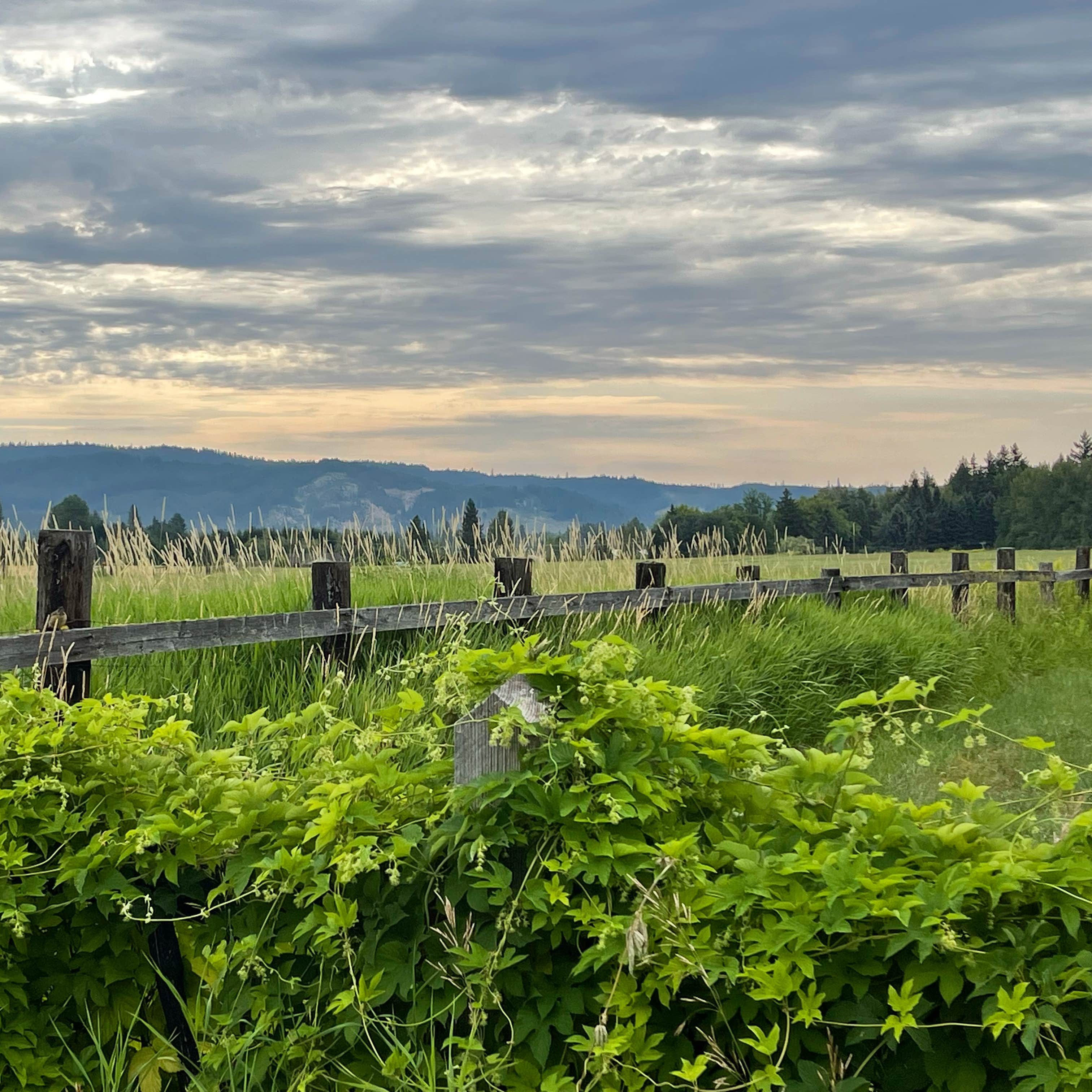Hollenbeck Park Camping | Trout Lake, Washington
