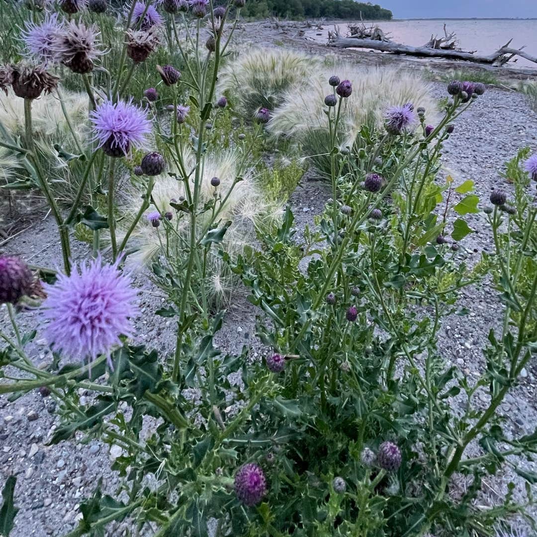 Grahams Island State Park Camping | The Dyrt