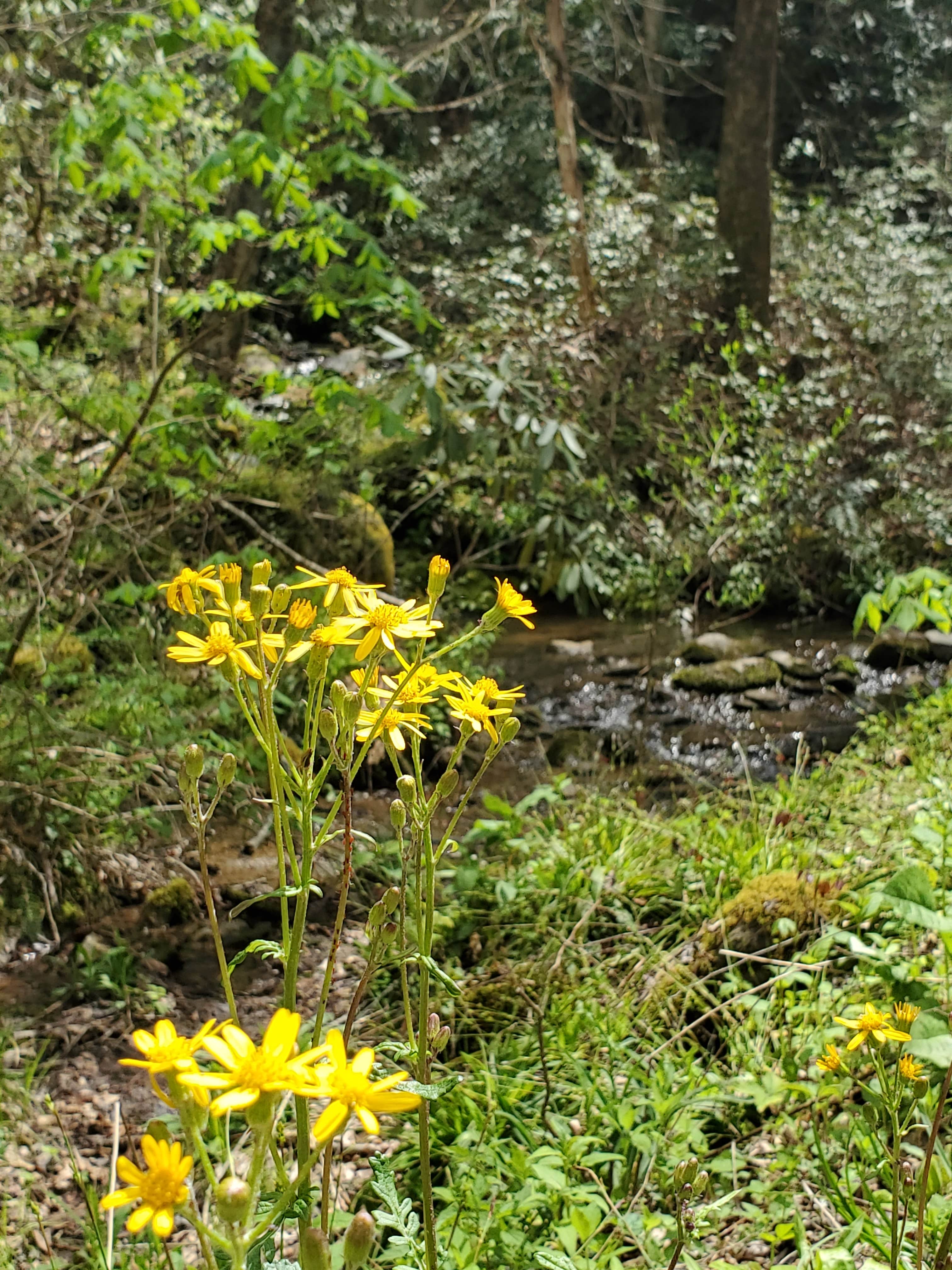 Elkmont Campground | The Dyrt