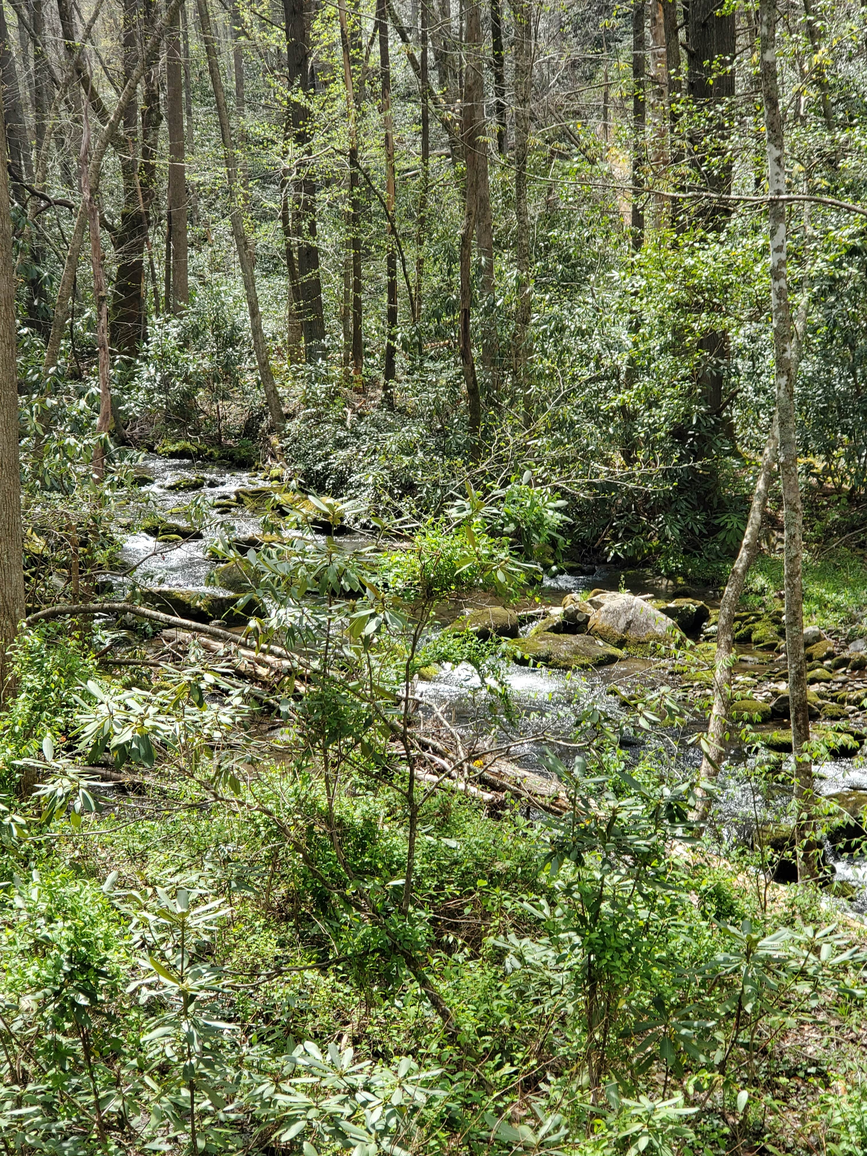 Elkmont Campground | The Dyrt