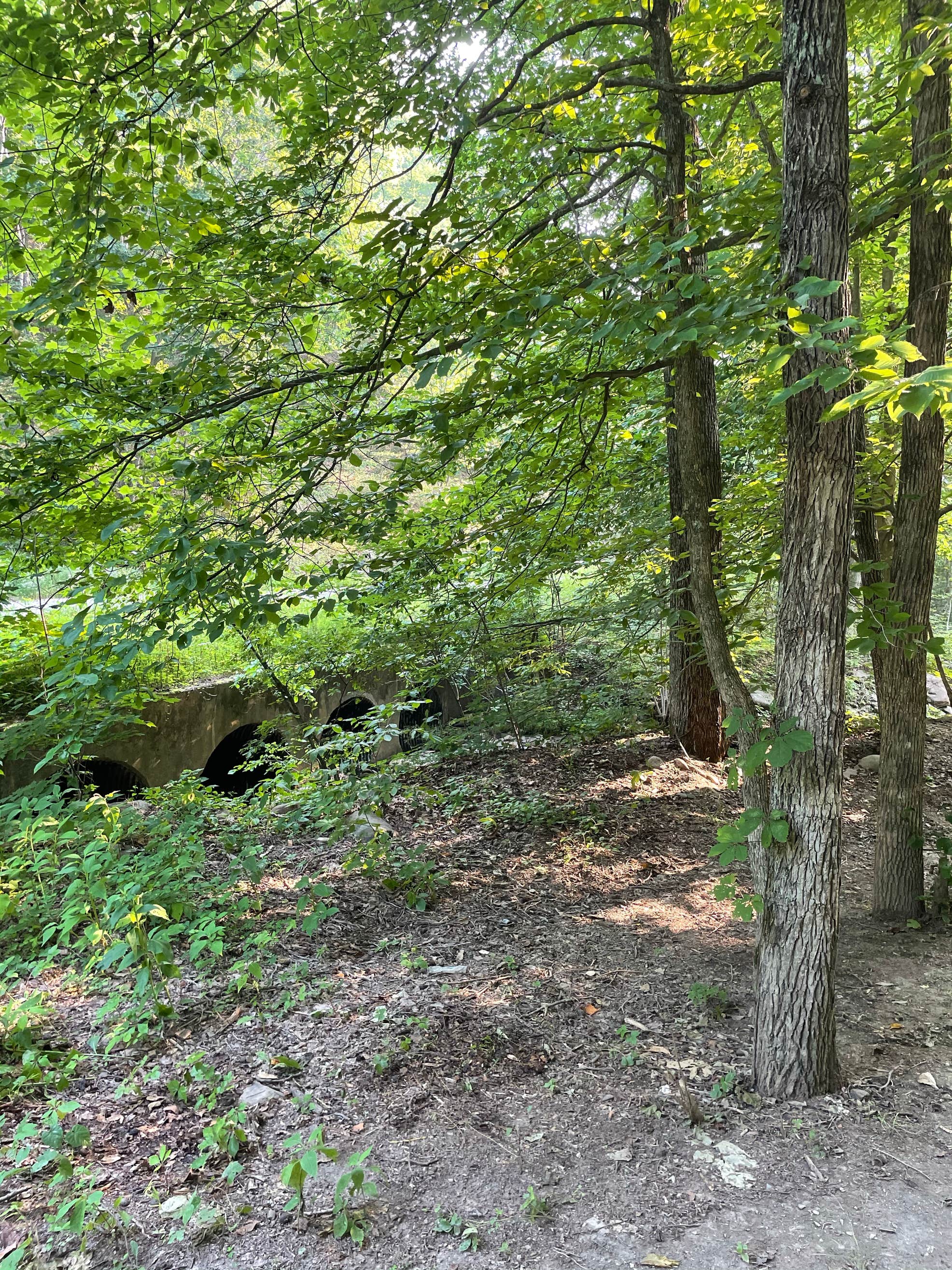 George Washington National Forest off 812 | The Dyrt