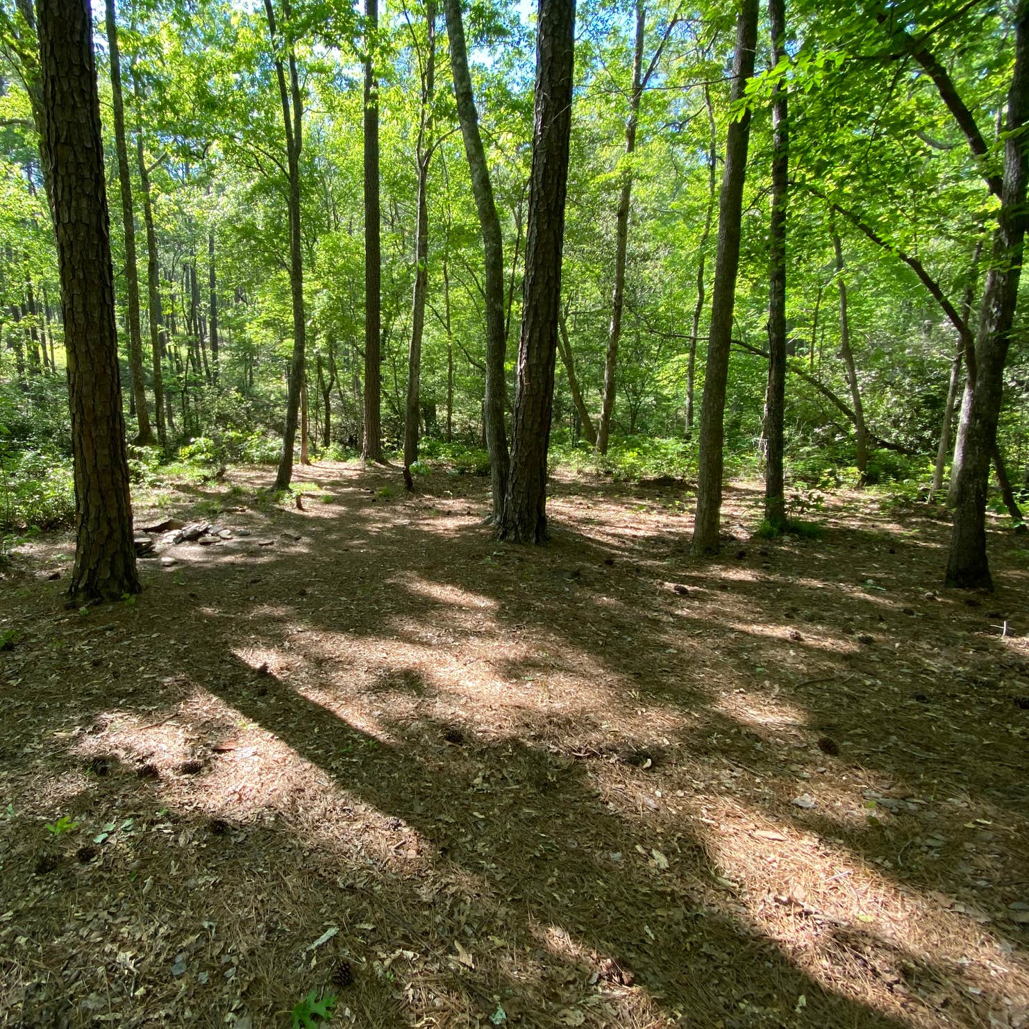 Cheaha Falls Campground | Munford, AL