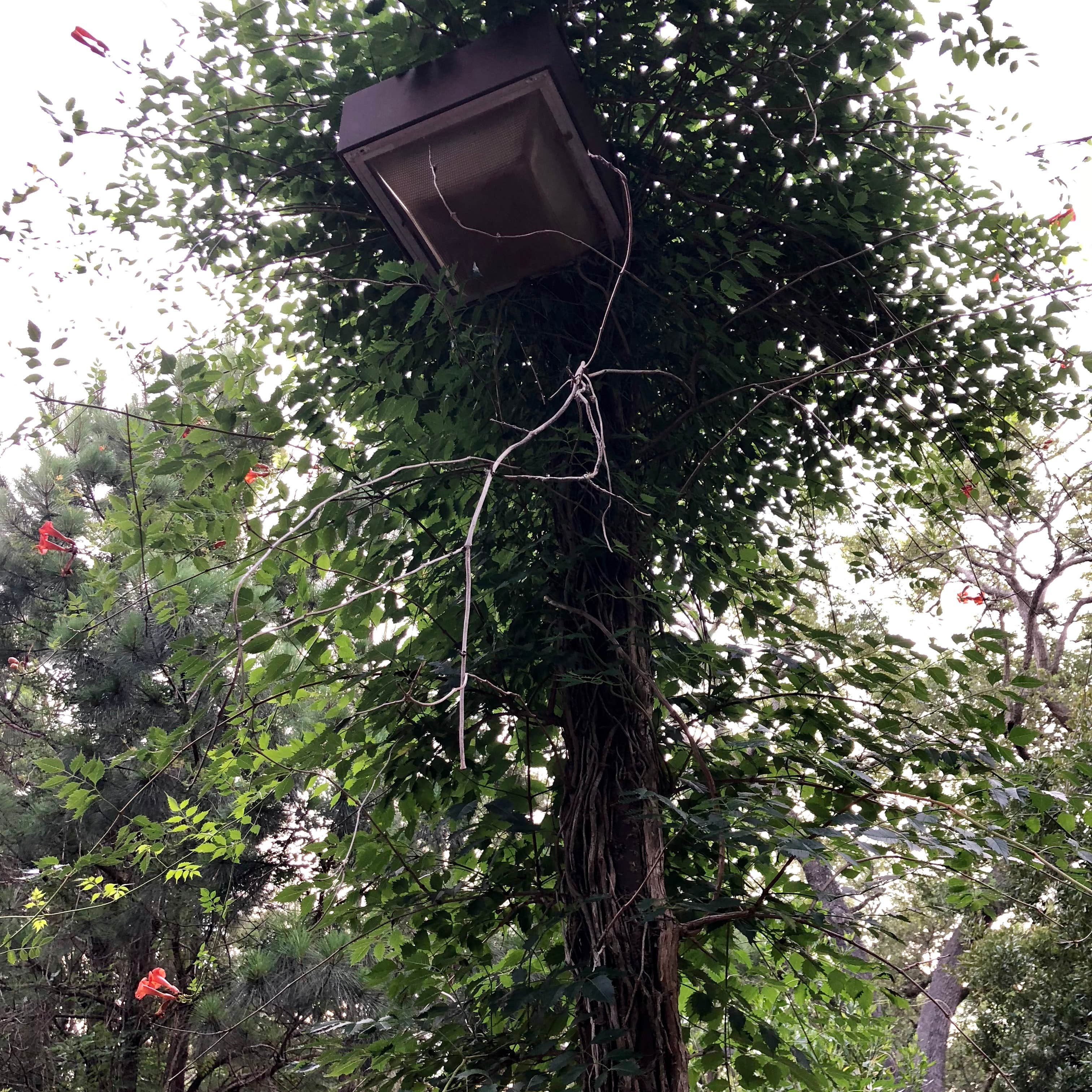 Davis Bayou Campground Camping | The Dyrt