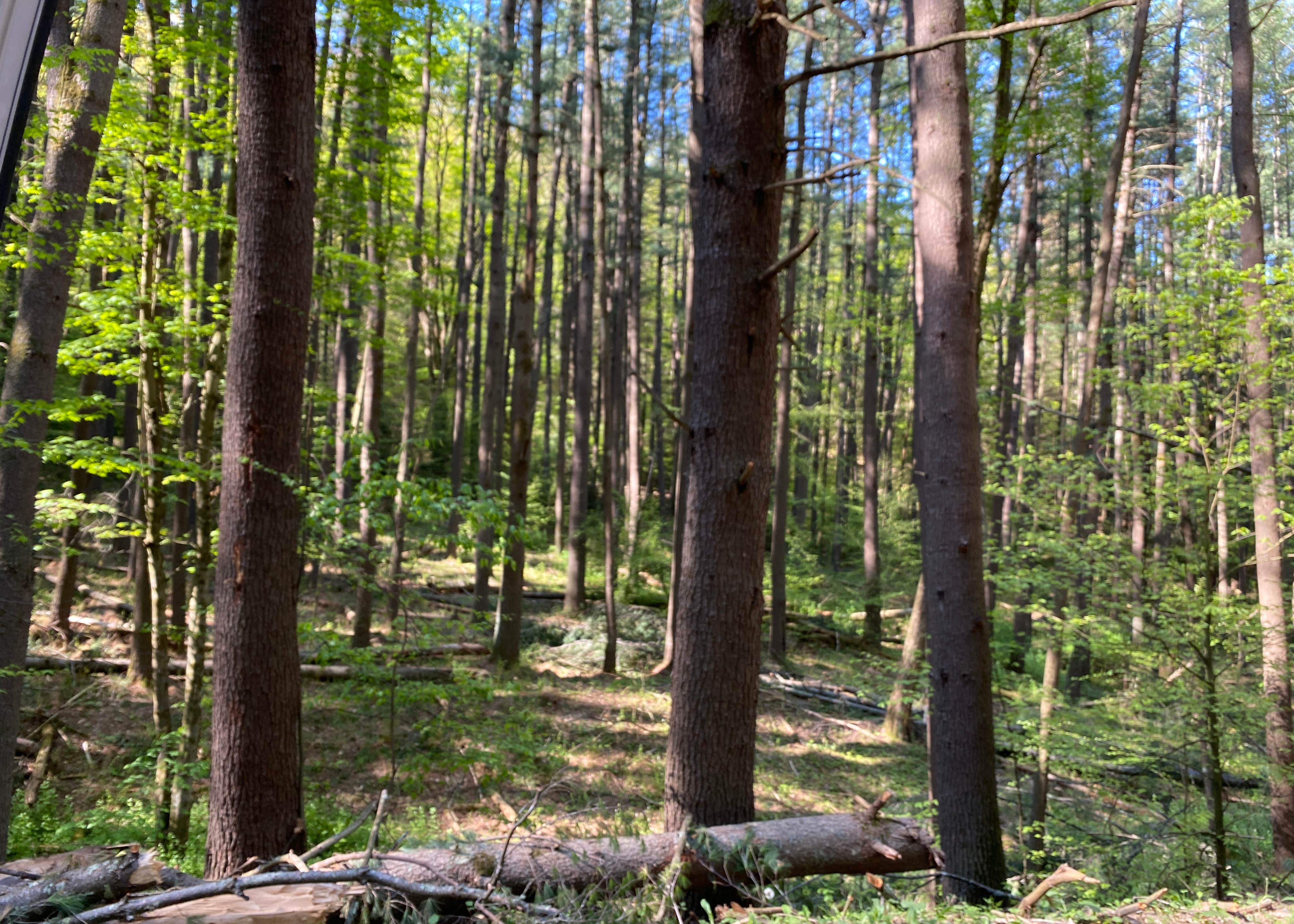 Ole Bull State Park Camping | The Dyrt
