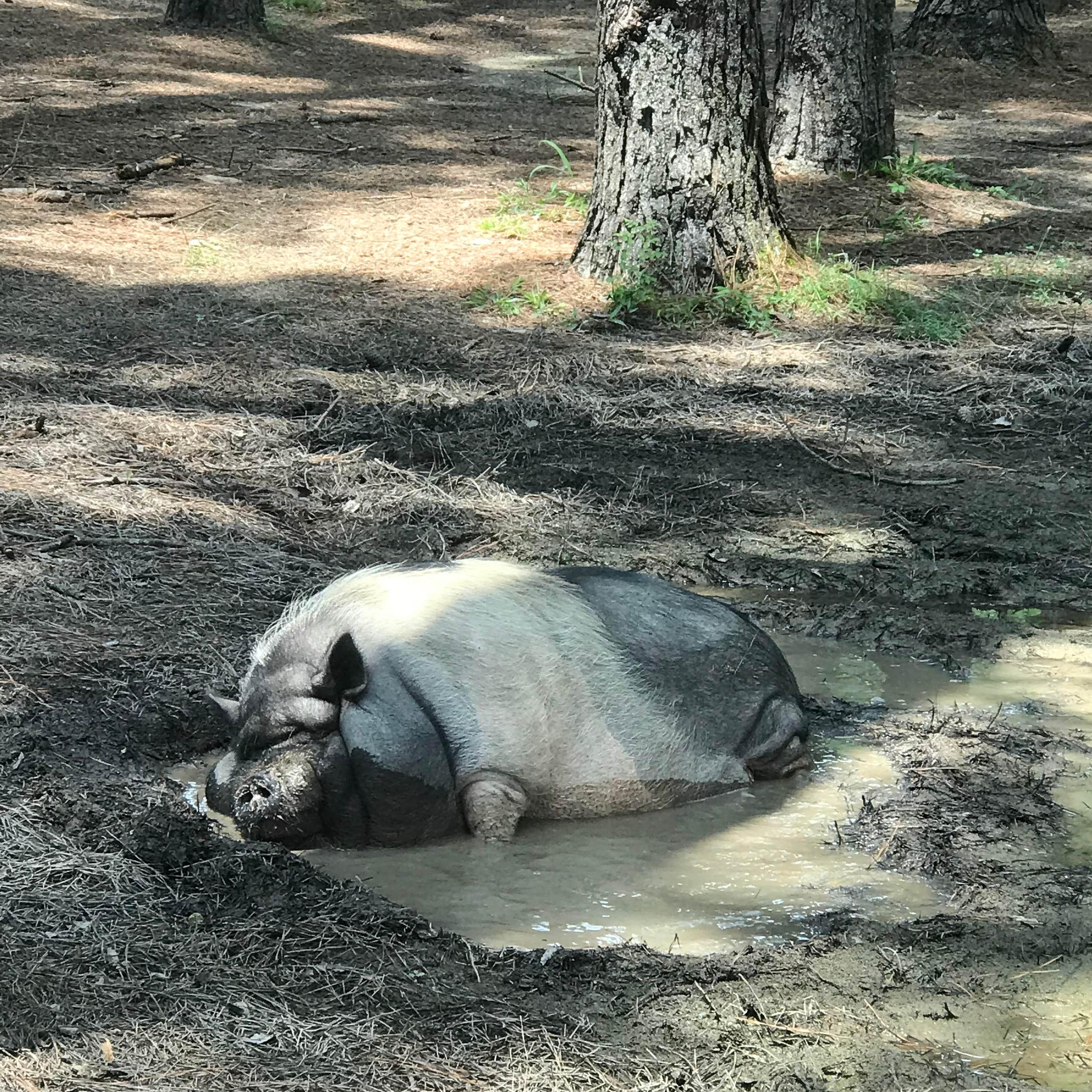 Paradise Ranch RV Resort | McComb, Mississippi