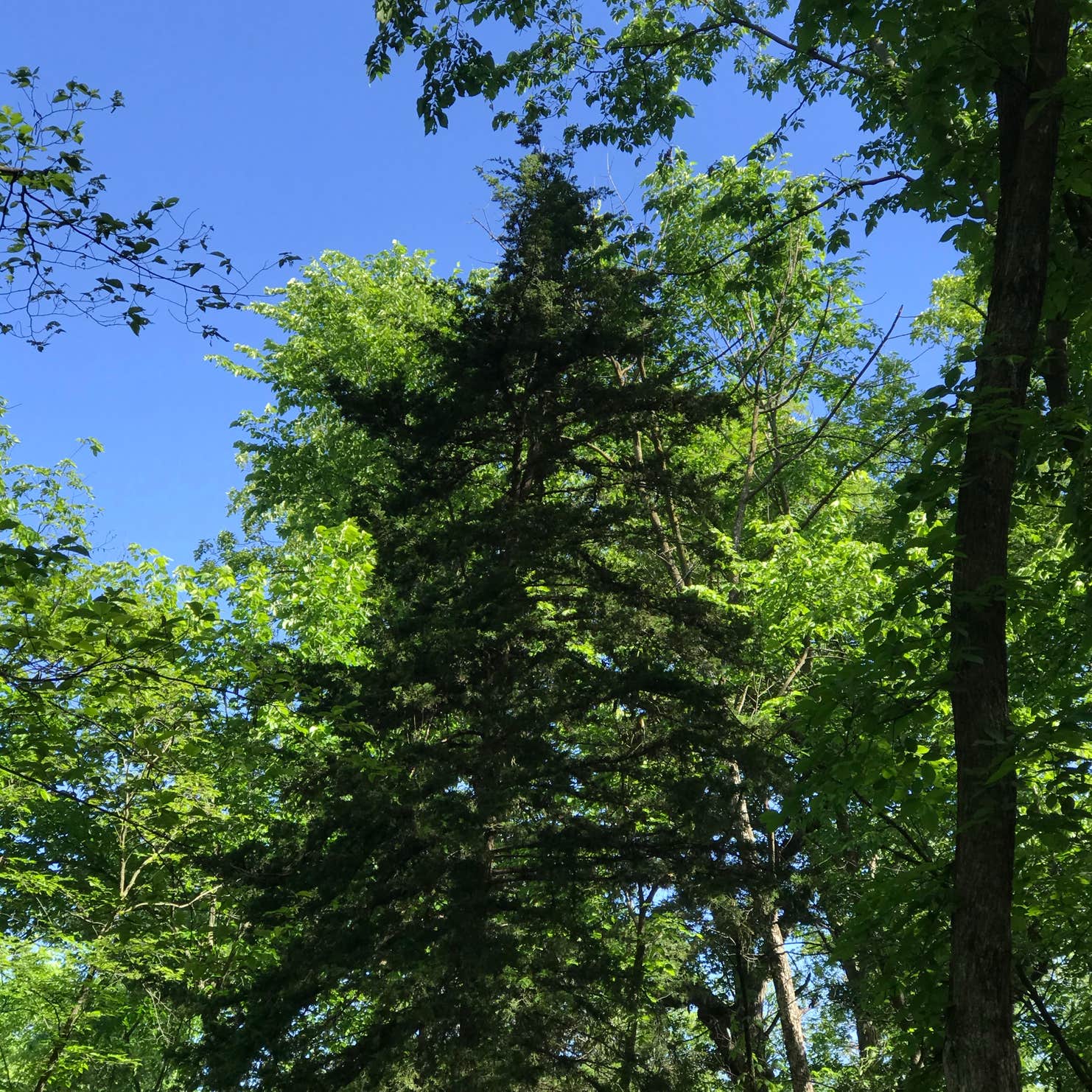Ledges State Park Campground | Boone, Iowa