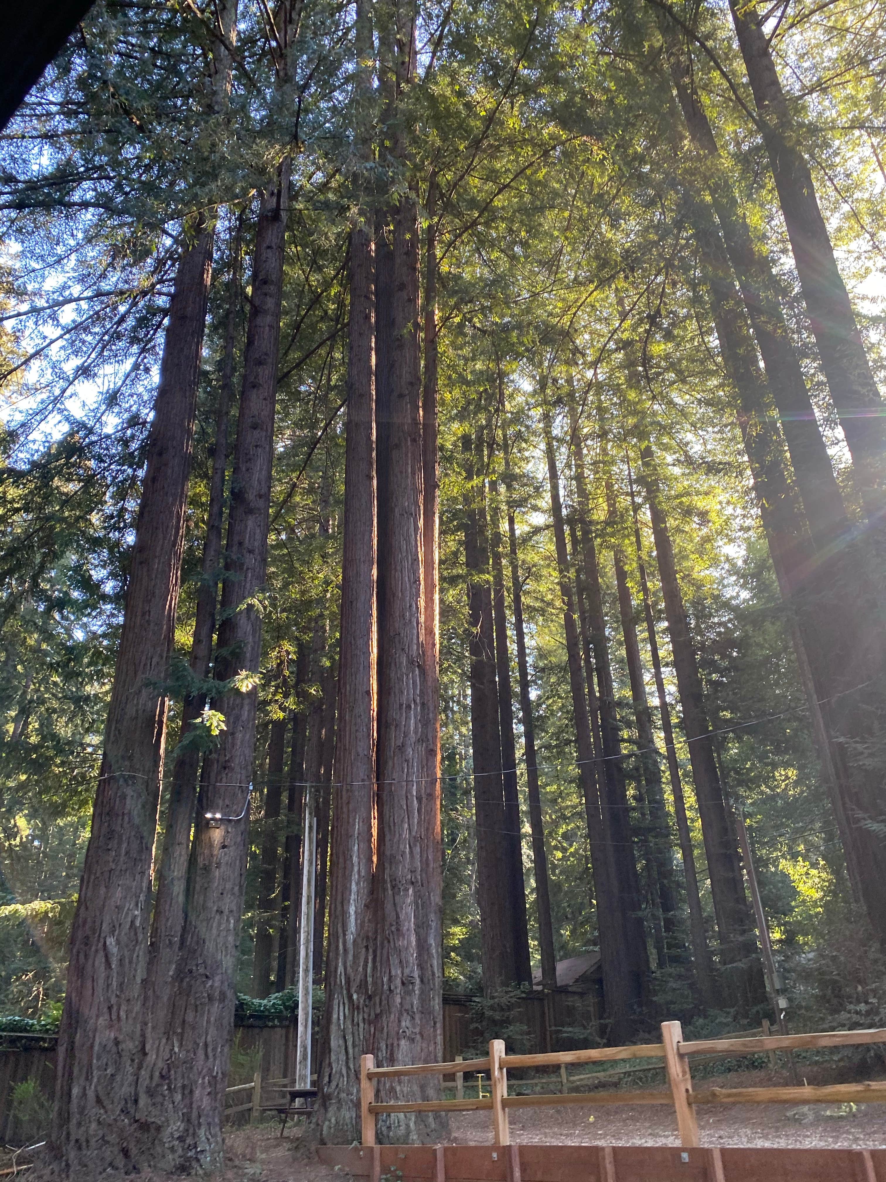 Santa Cruz Redwoods RV Resort | The Dyrt