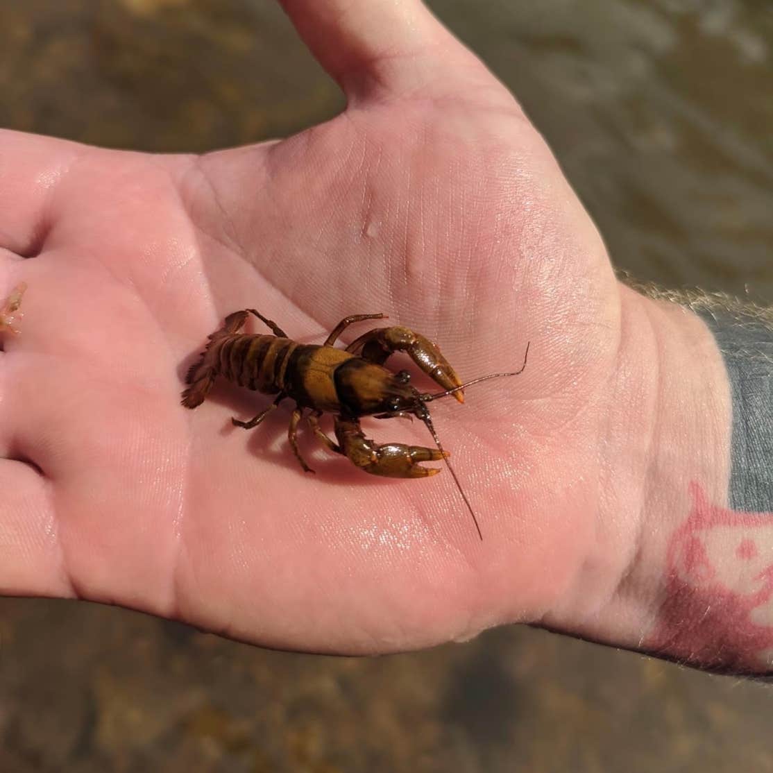 Pulltite Campground — Ozark National Scenic Riverway | Hartshorn, Missouri