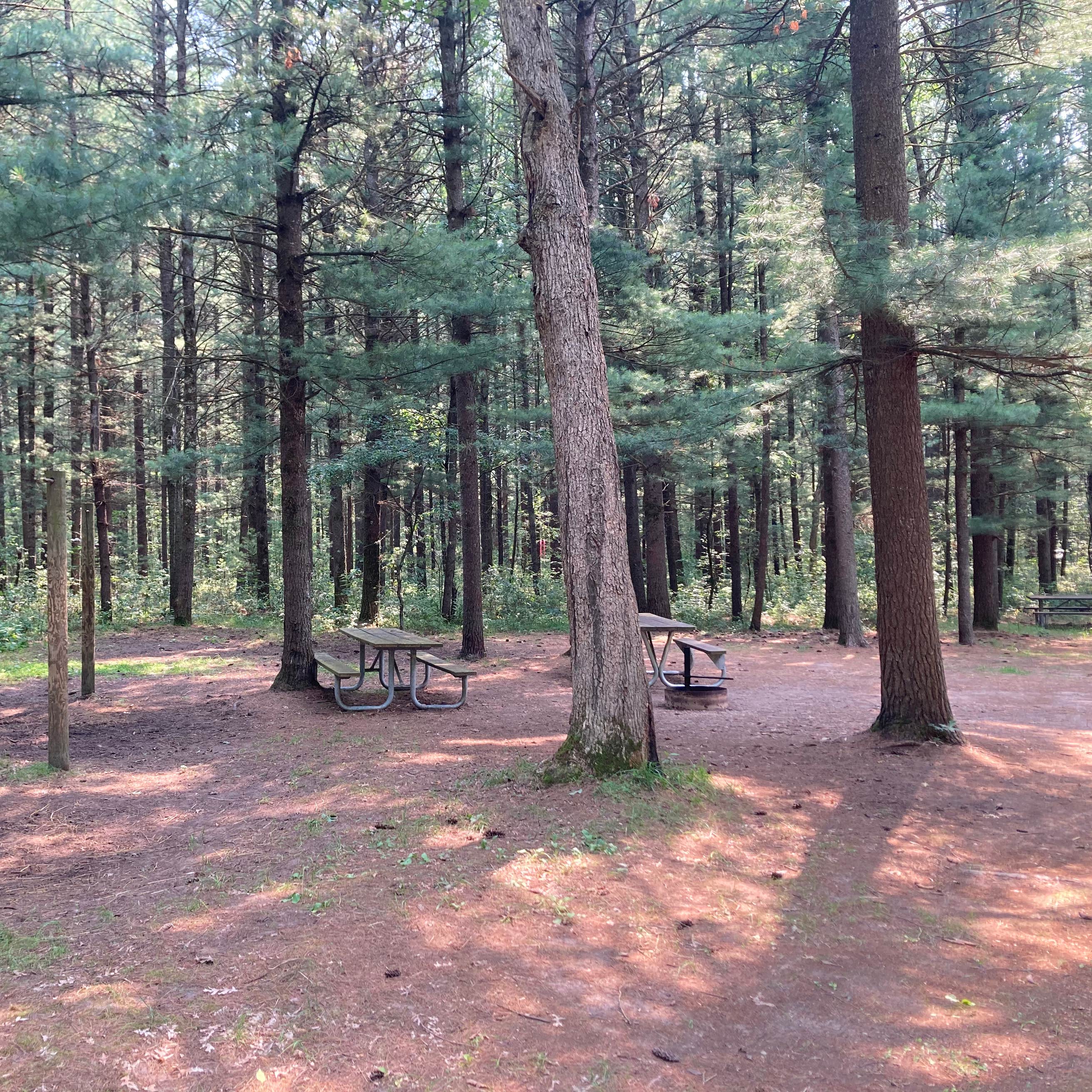 Manistee National Forest Marzinski Horse Trail Campground Camping | The ...