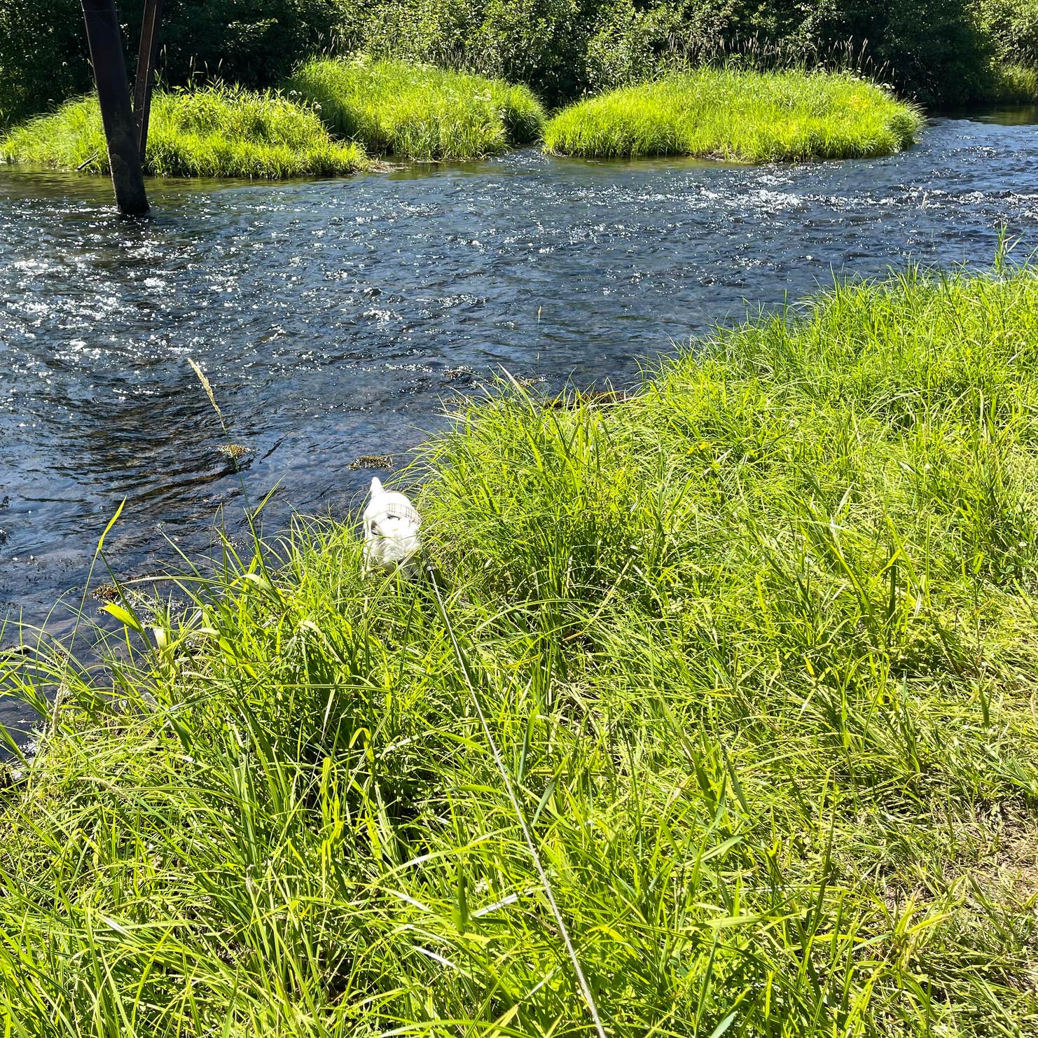 Hollenbeck Park Camping | Trout Lake, WA