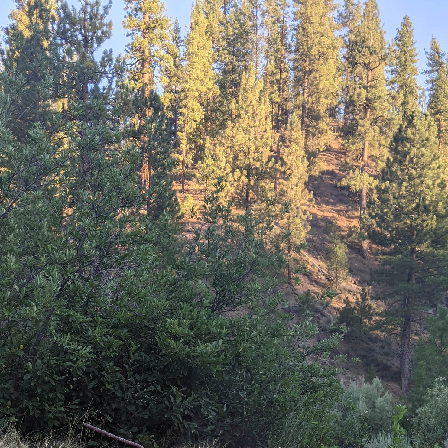 Boyington Mill Camping | Floriston, California