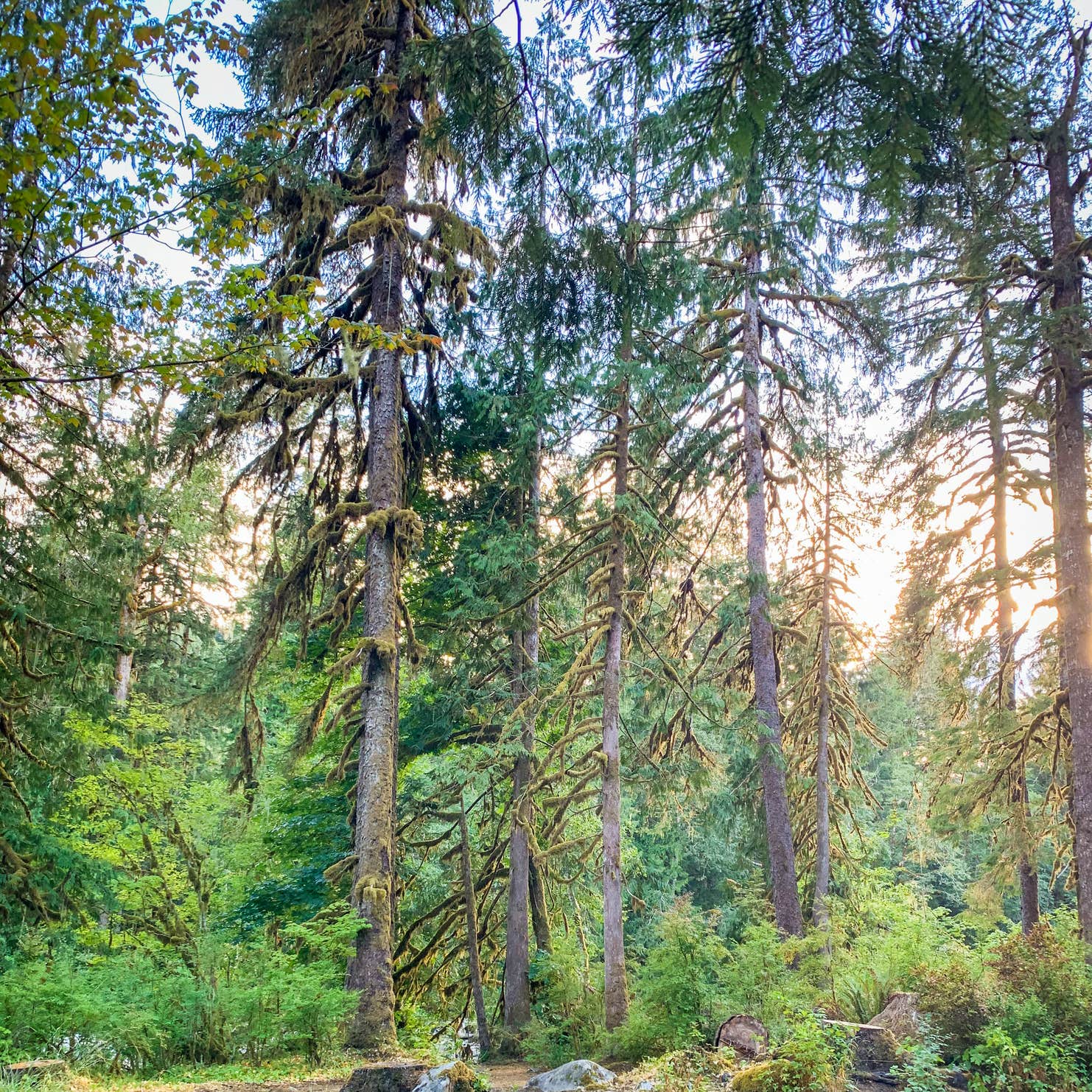 Verlot Campground | Granite Falls, WA