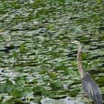Haas Lake Park RV Campground | New Hudson, MI