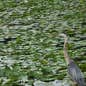 Haas Lake Park RV Campground | New Hudson, Michigan