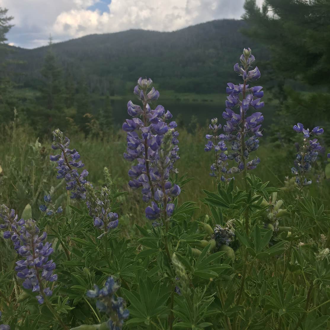 Pearl Lake State Park Campground | Clark, Colorado
