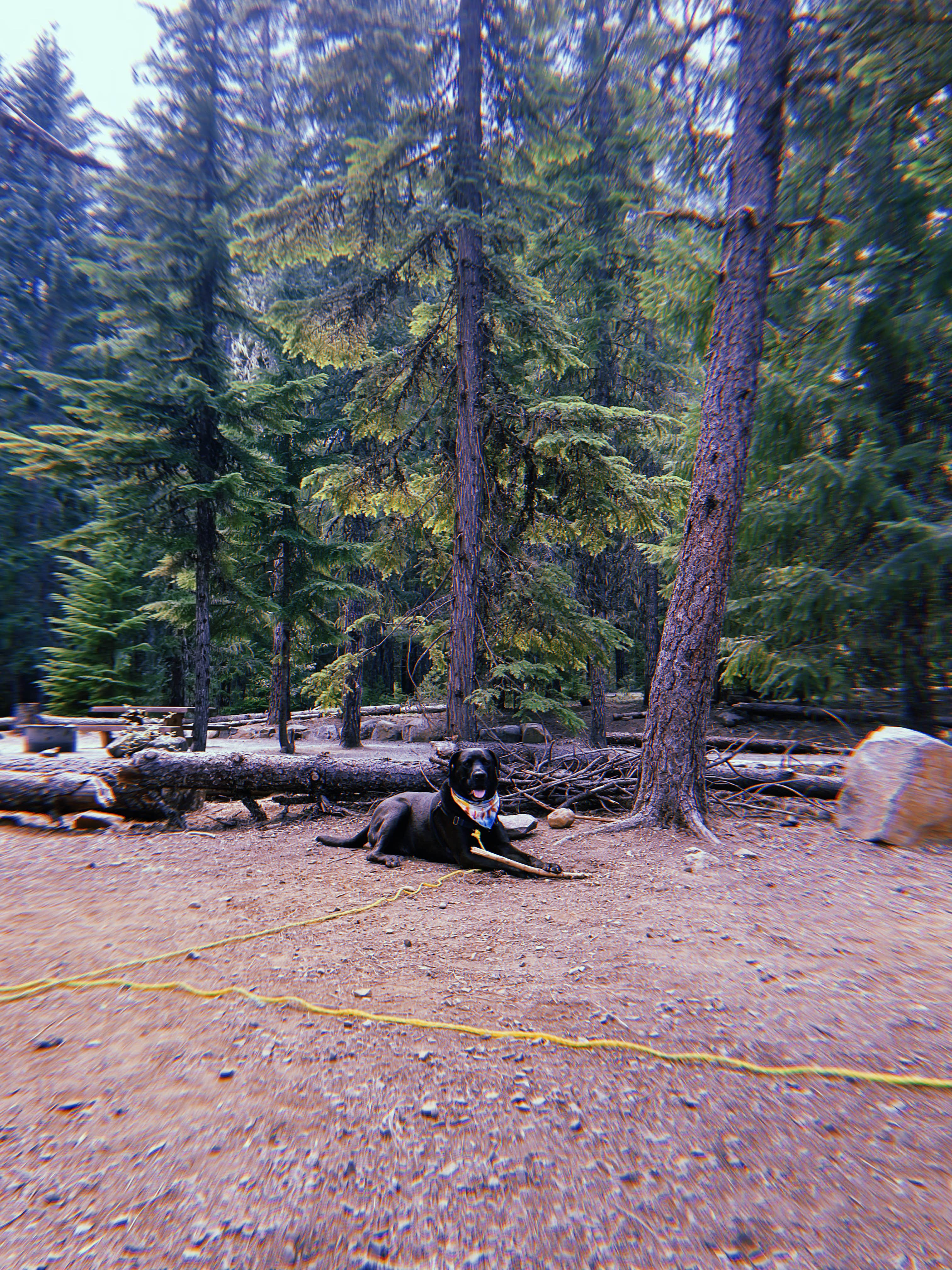 Pine Point Campground | Timothy lake, OR