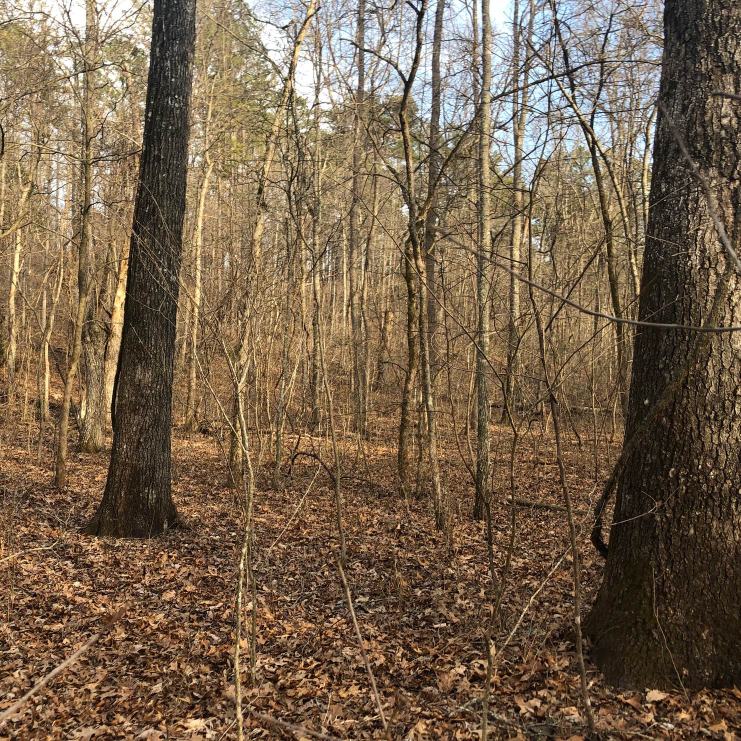 Sunklands Conservation Area Camping | Hartshorn, Missouri
