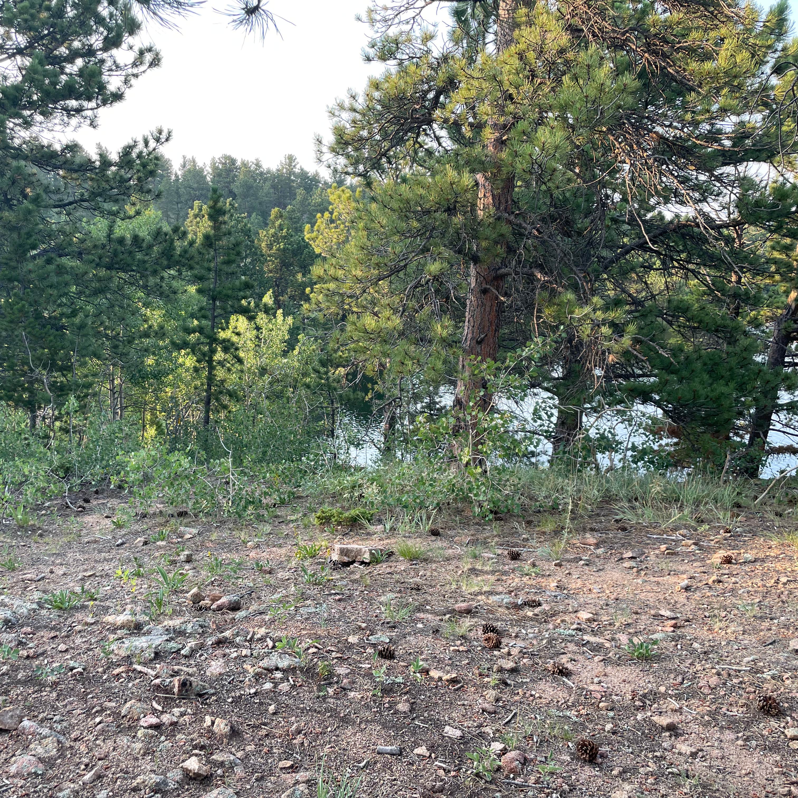 Gold Lake Area Camping | Ward, CO