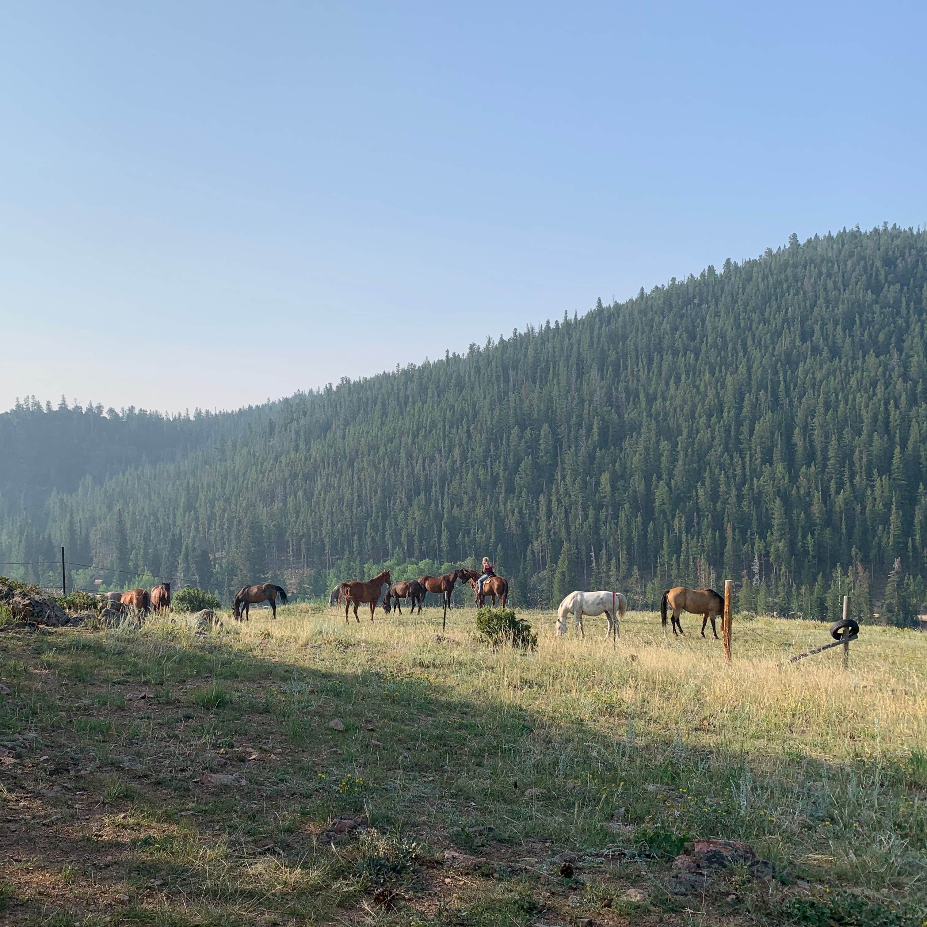 Beaver Meadows Resort Ranch Camping | Red Feather Lakes, Colorado