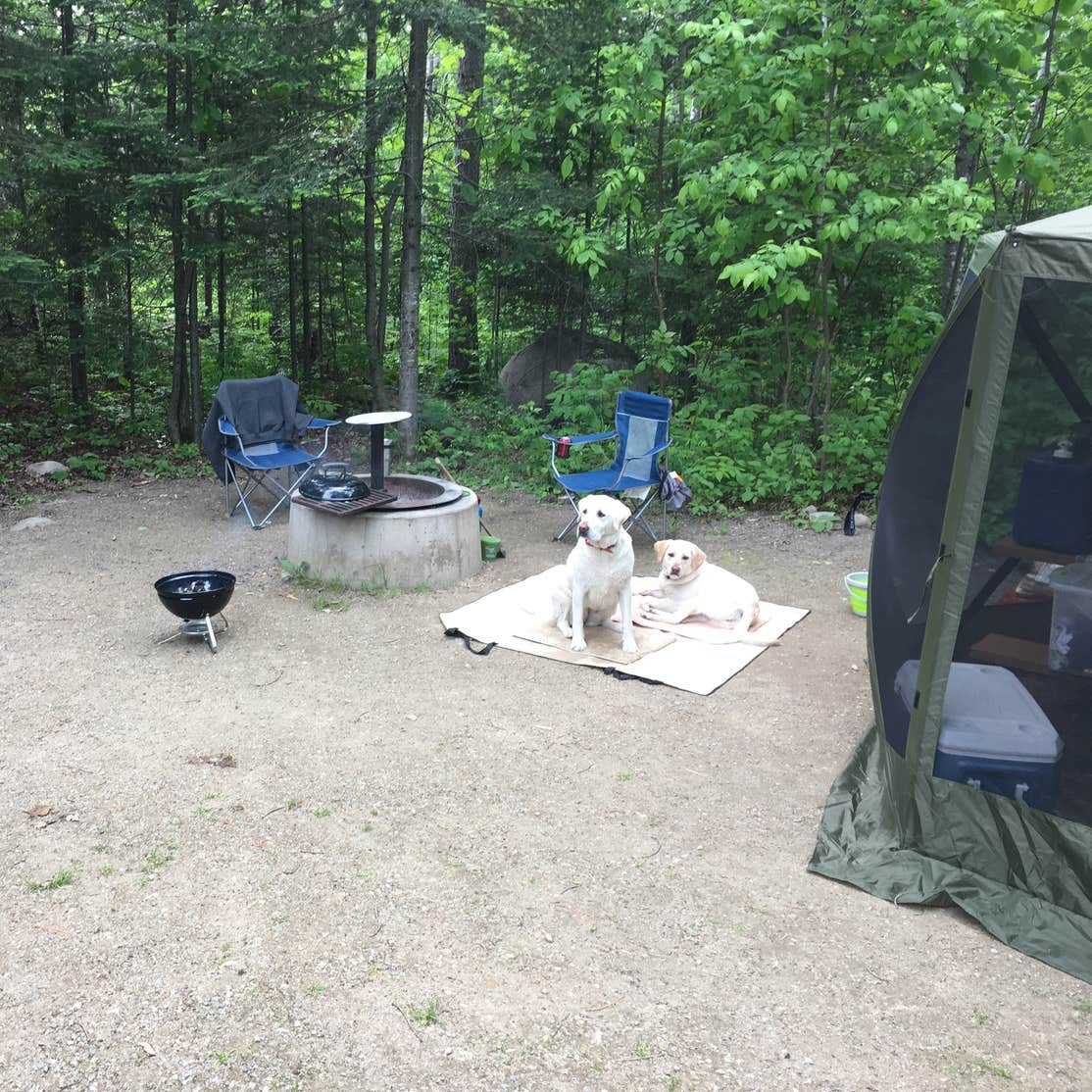 Superior National Forest Fall Lake Campground Camping | The Dyrt