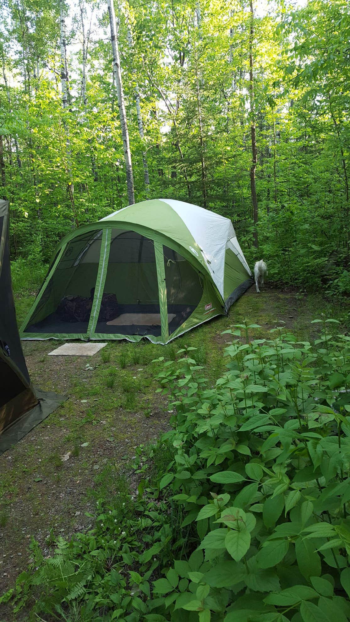 Superior National Forest Fall Lake Campground Camping | The Dyrt