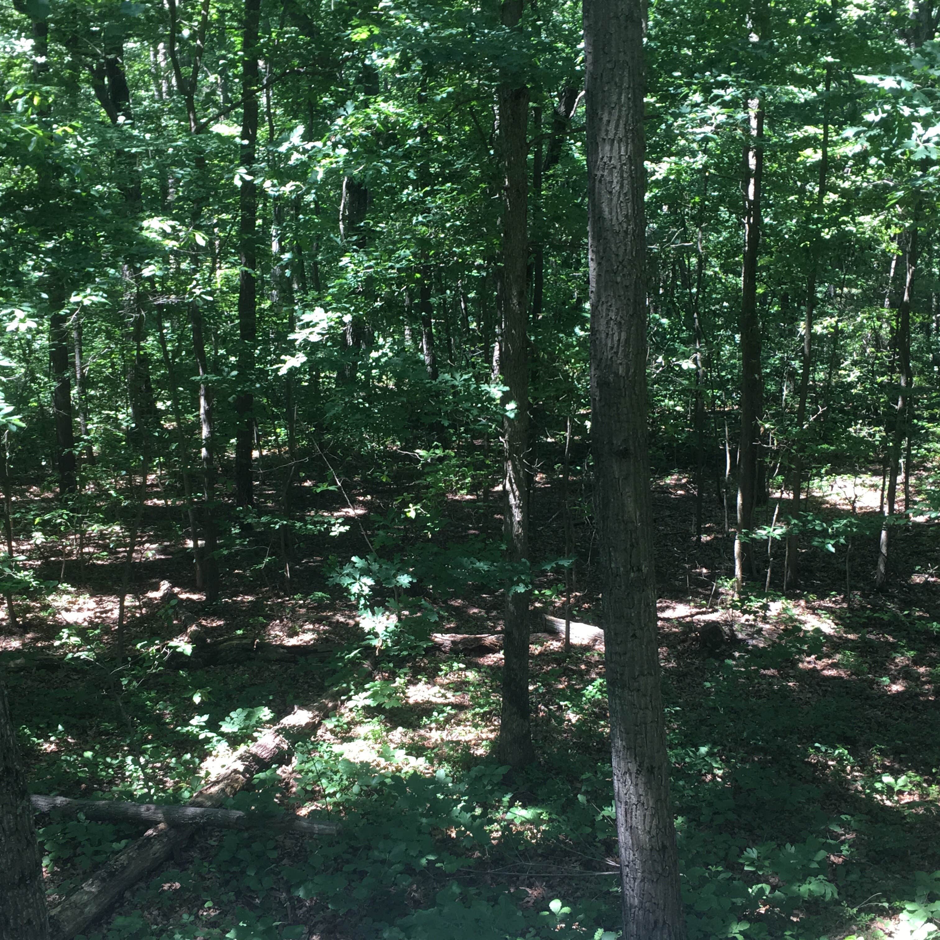 Little Bennett Campground | Clarksburg, MD