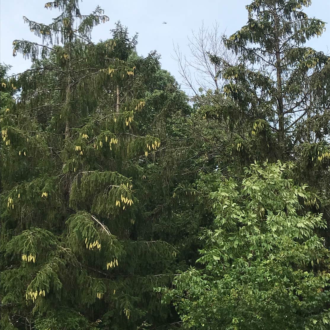 Cliffside Park Campground Camping | The Dyrt