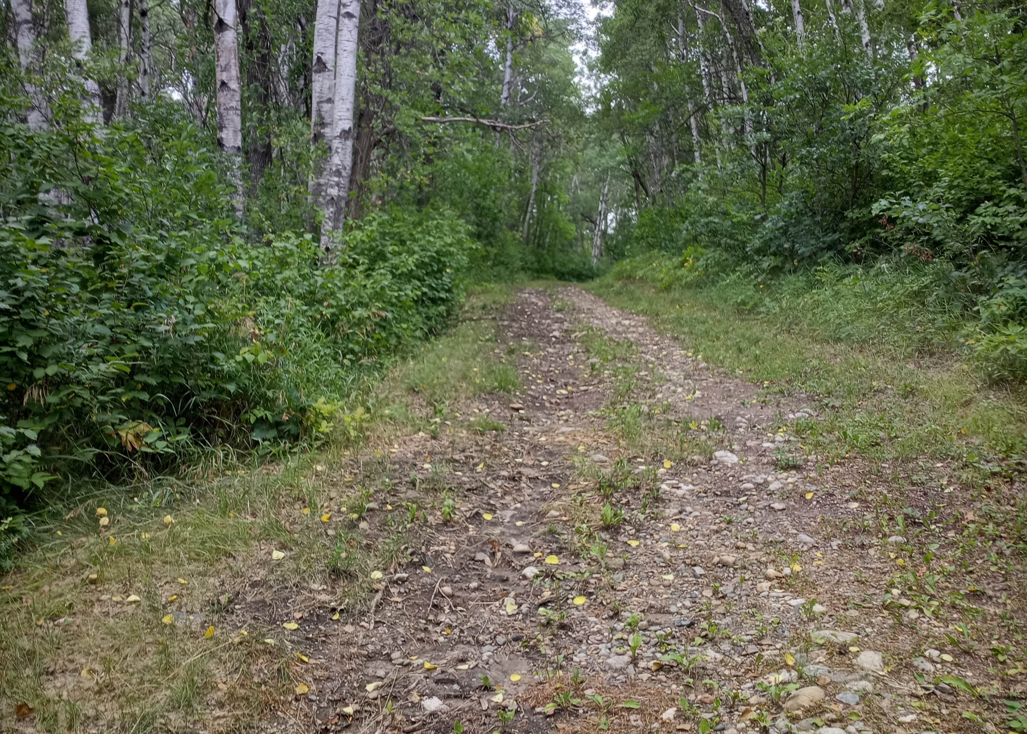 Strawberry Lake Camping | The Dyrt